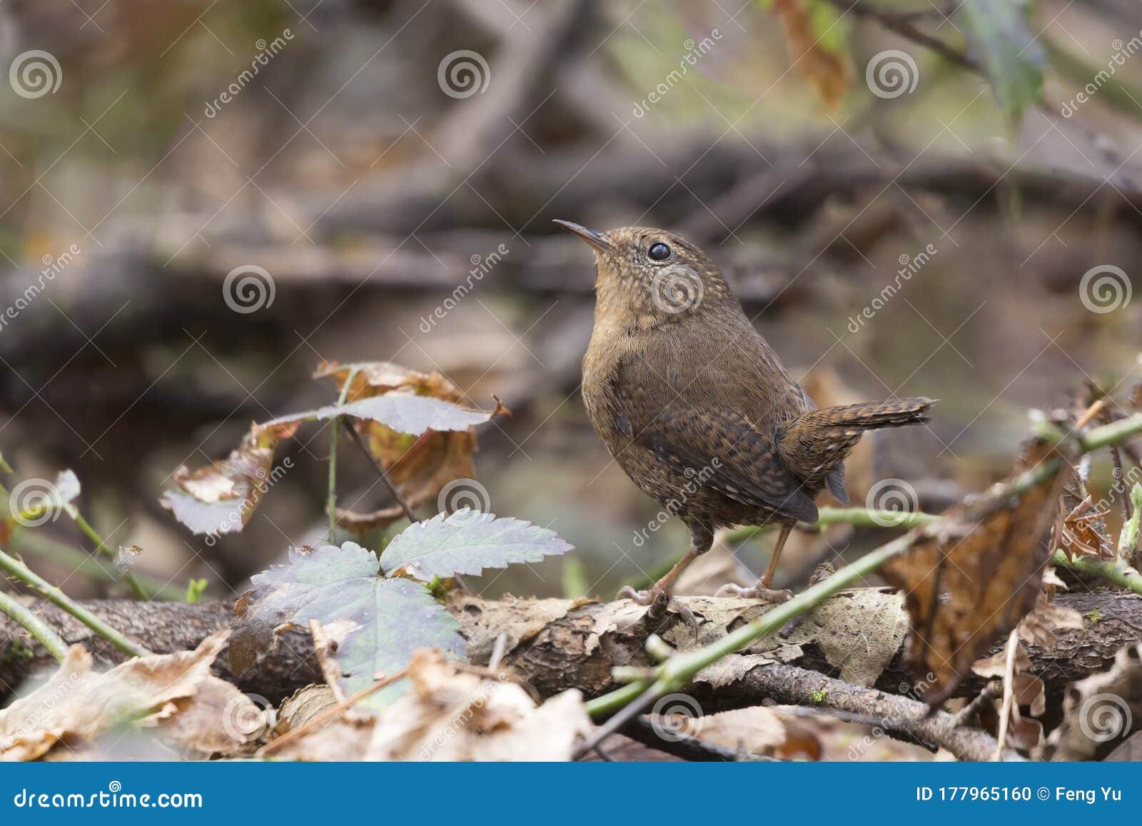 Pacific wren bird stock photo. Image of canada, vancouver - 177965160
