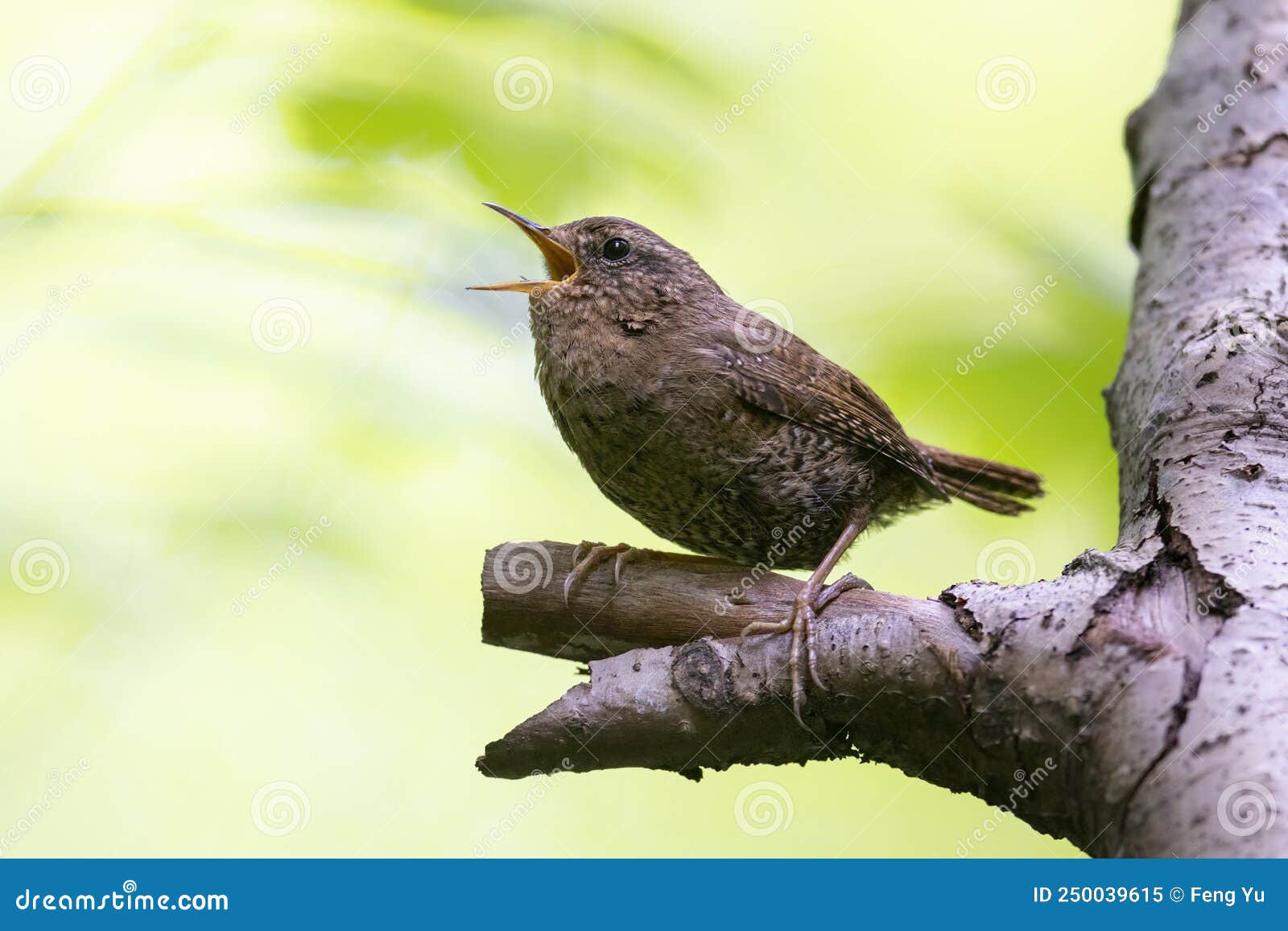 Pacific wren bird stock image. Image of america, vancouver - 250039615