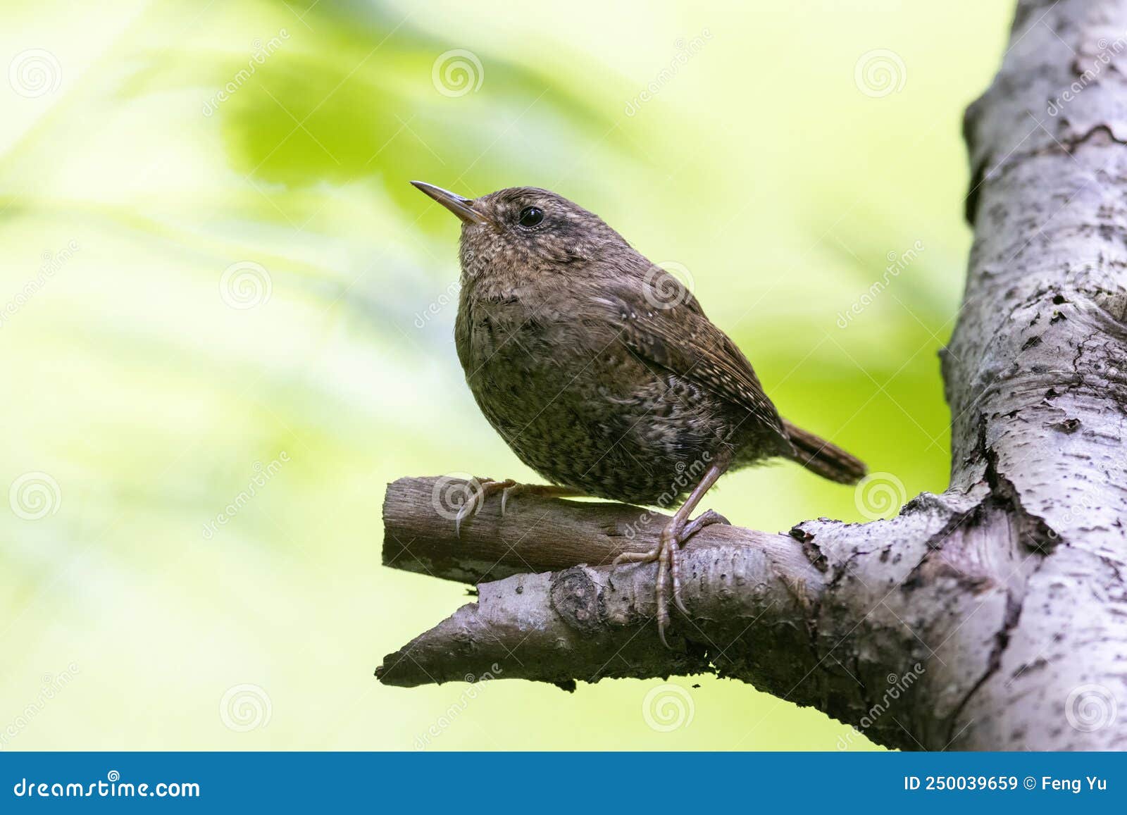 Pacific wren bird stock image. Image of wildlife, pacific - 250039659