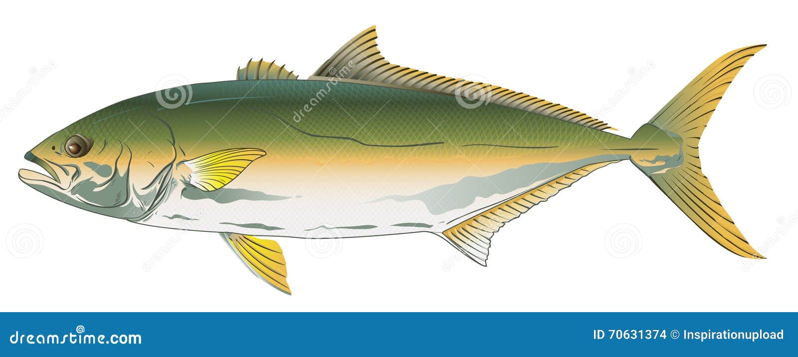 Pacific Yellowtail stock illustration. Illustration of vector - 70631374