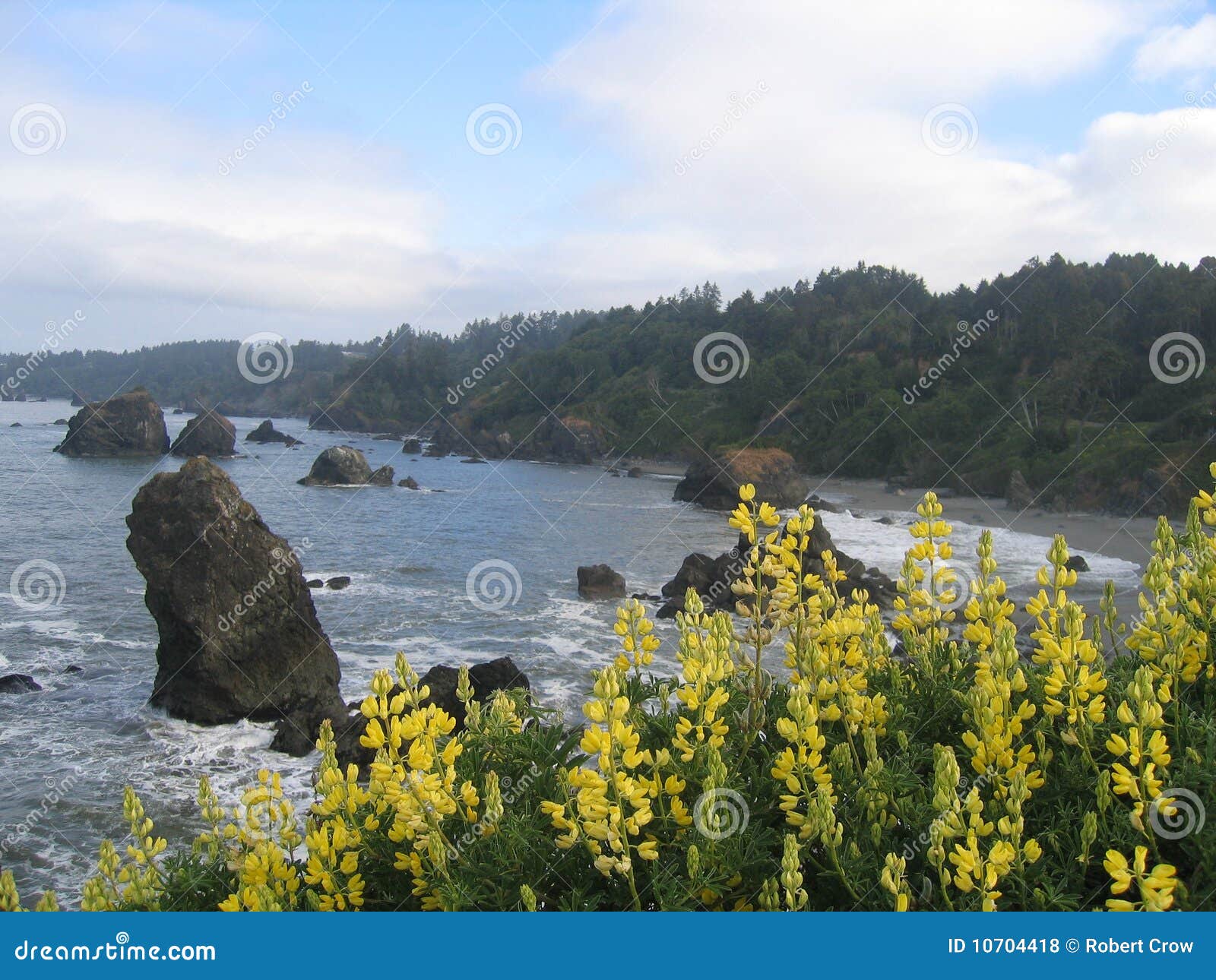 Pacifici coast flowers stock photo. Image of rock, wave - 10704418