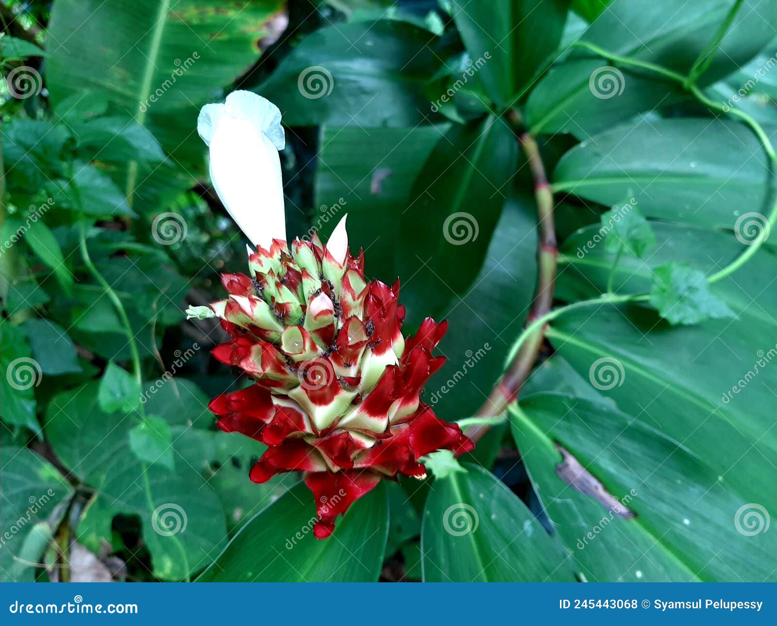 Pacing is a Genus of Plants Native To Southeast Asia. Stock Photo ...