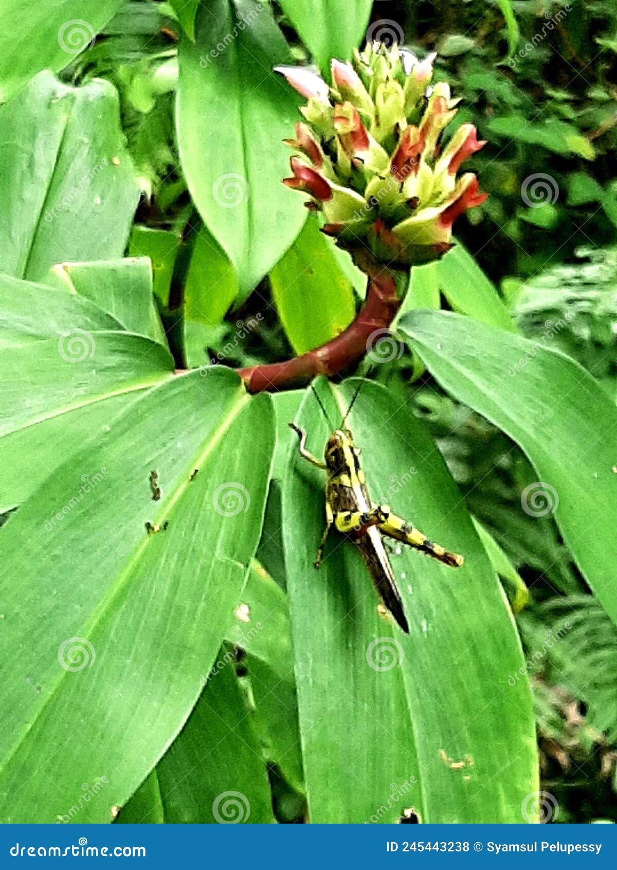Pacing is a Genus of Plants Native To Southeast Asia. Stock Photo ...