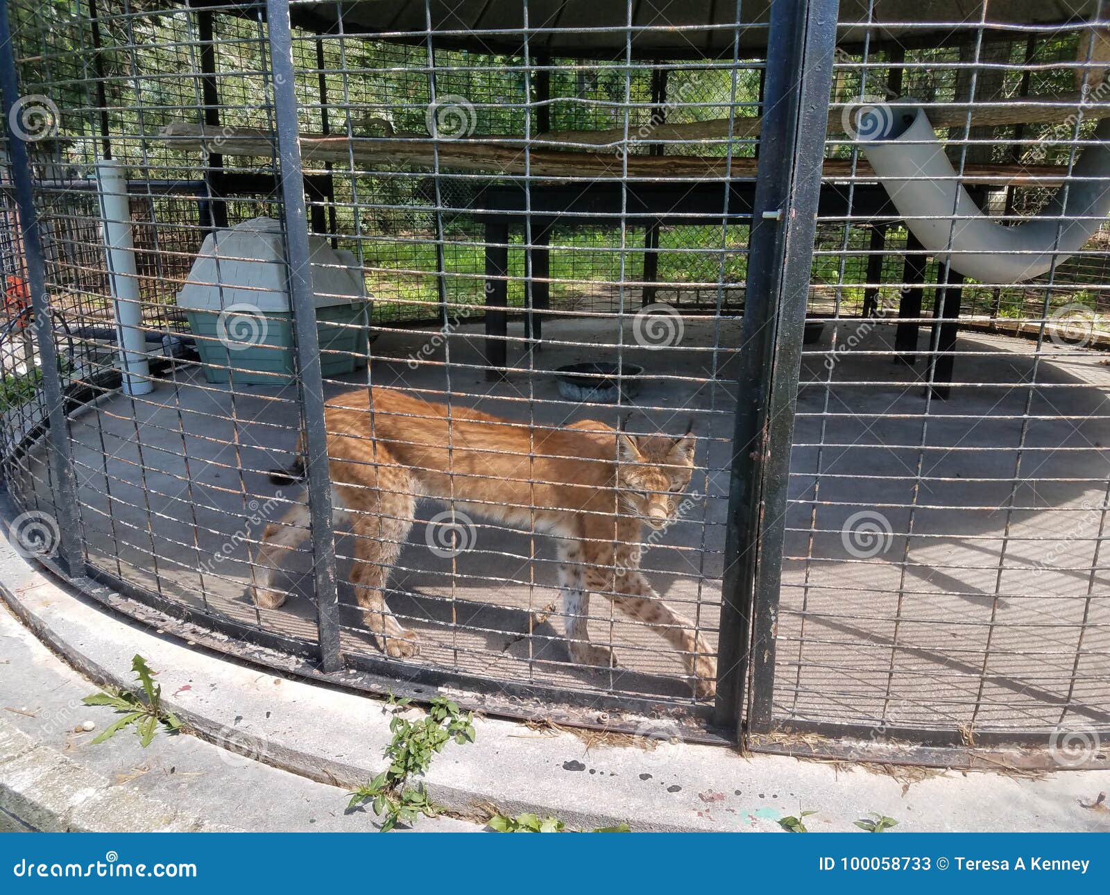 Pacing lynx stock image. Image of caged, animal, paces - 100058733
