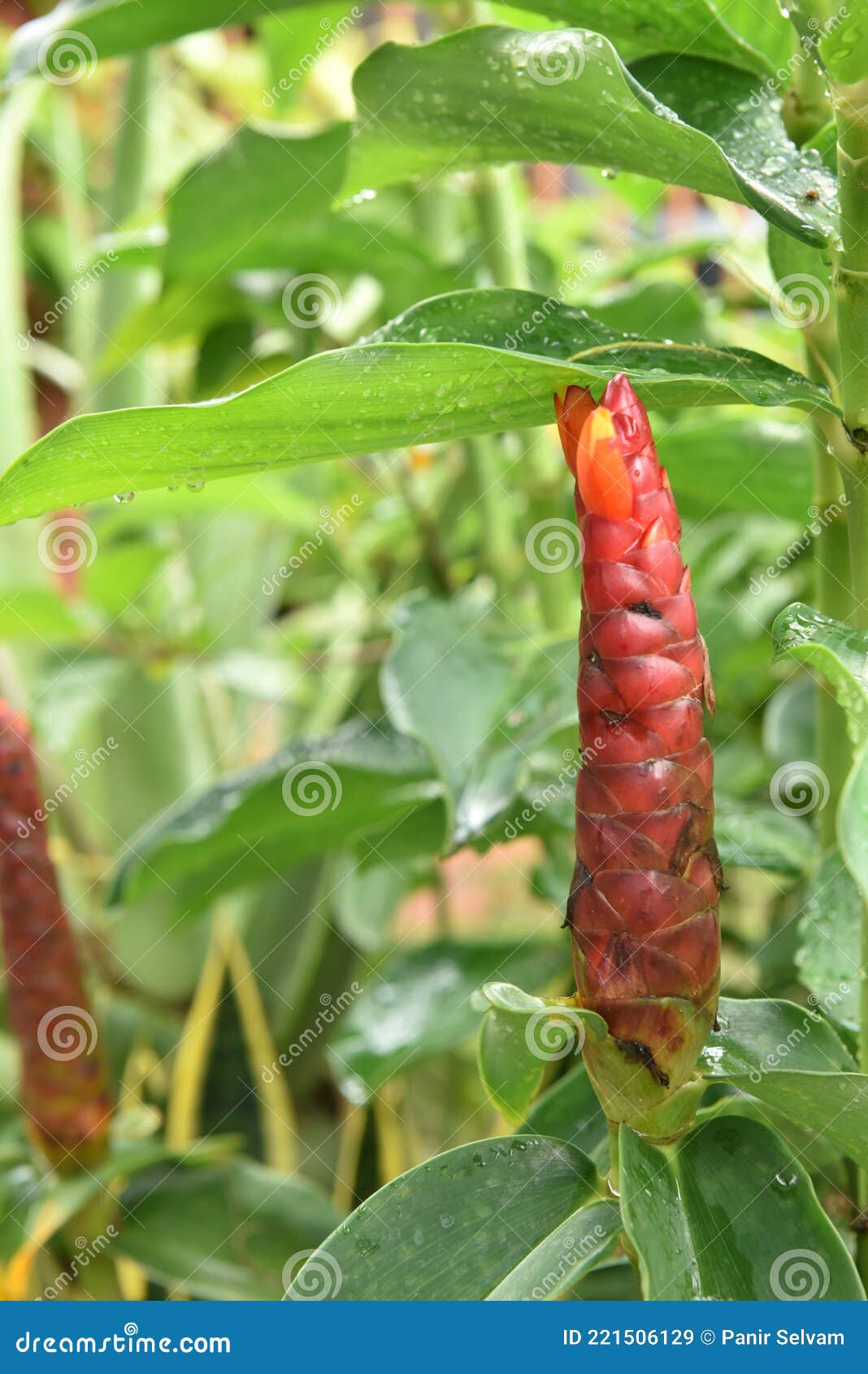 Costus Spicatus, Also Known As Spiked Spirlaflag Ginger Or India Stock ...