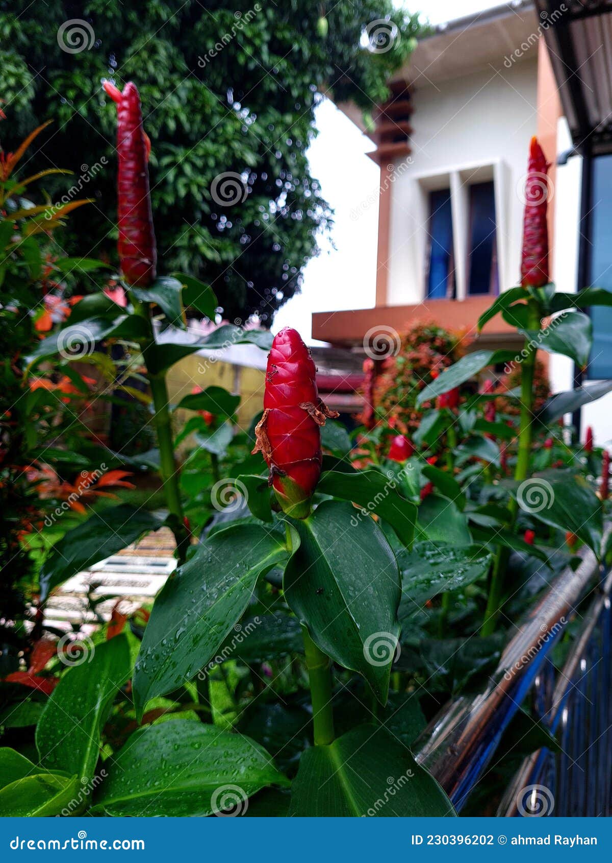 Pacing Pentul stock photo. Image of herb, flower, pacing - 230396202