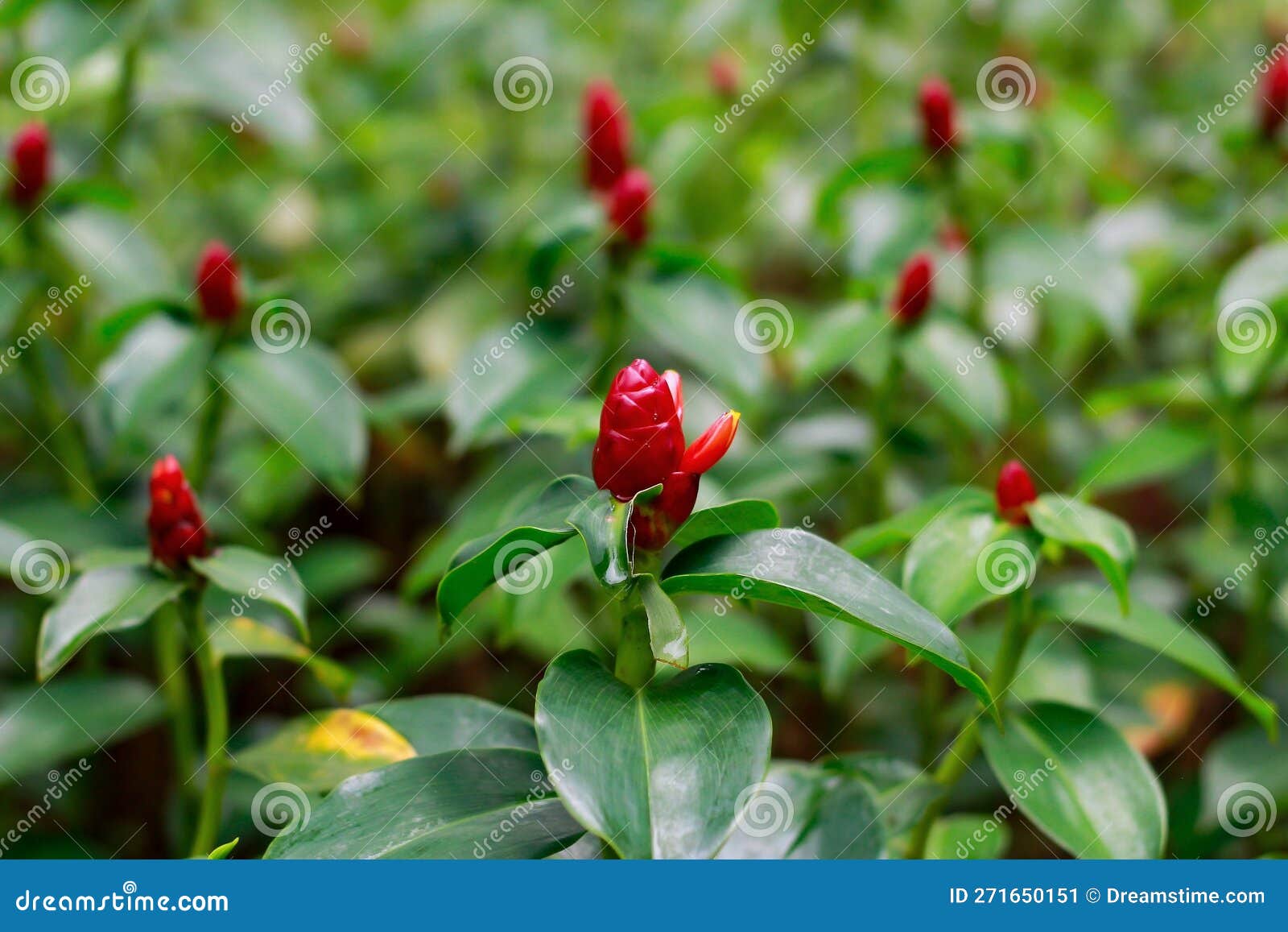 The Pacing Plant Has a Flower on it Which is Red Stock Image - Image of ...