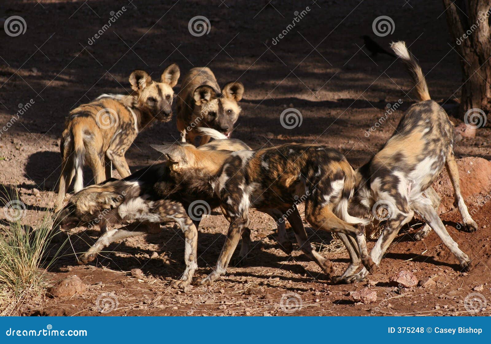 The pack stock photo. Image of wild, savanna, lion, predator - 375248