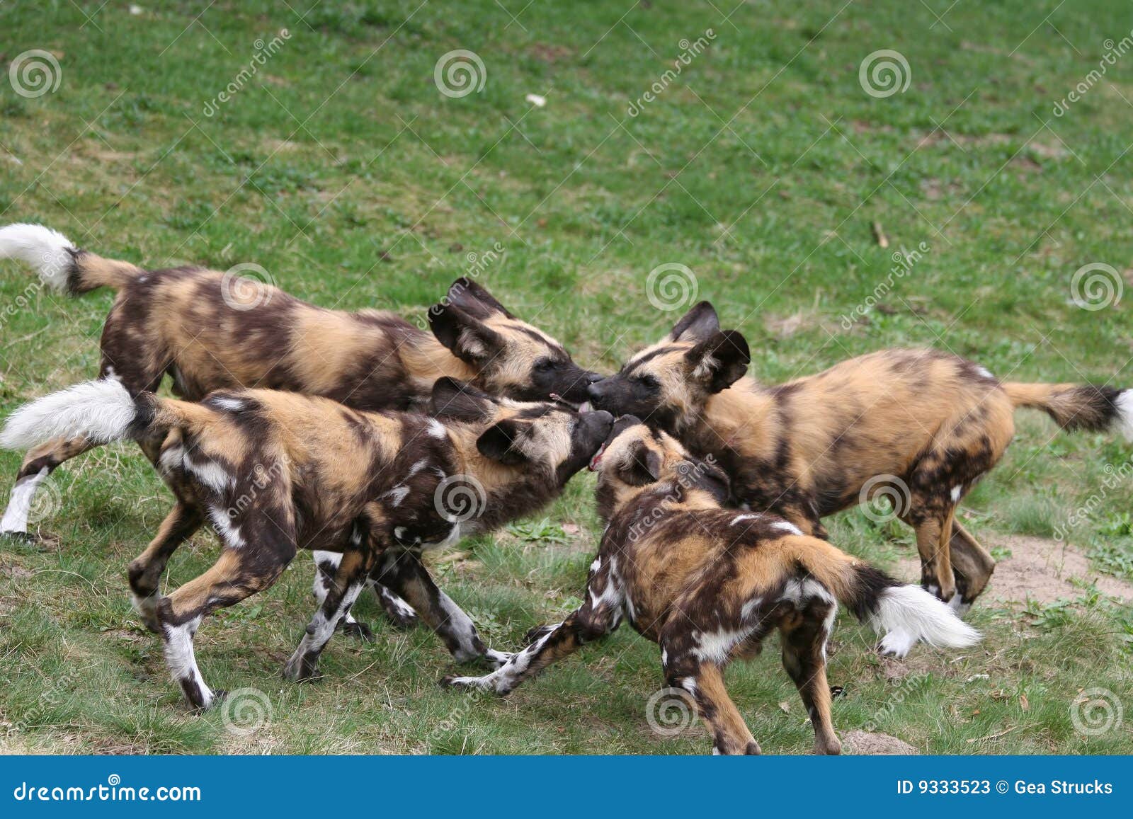 Pack of African Wild-dog Pups Stock Image - Image of african, pack: 9333523