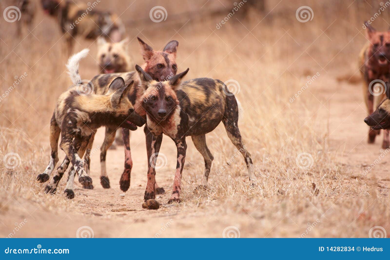 Pack of African Wild Dogs (Lycaon Pictus) Stock Photo - Image of nature ...