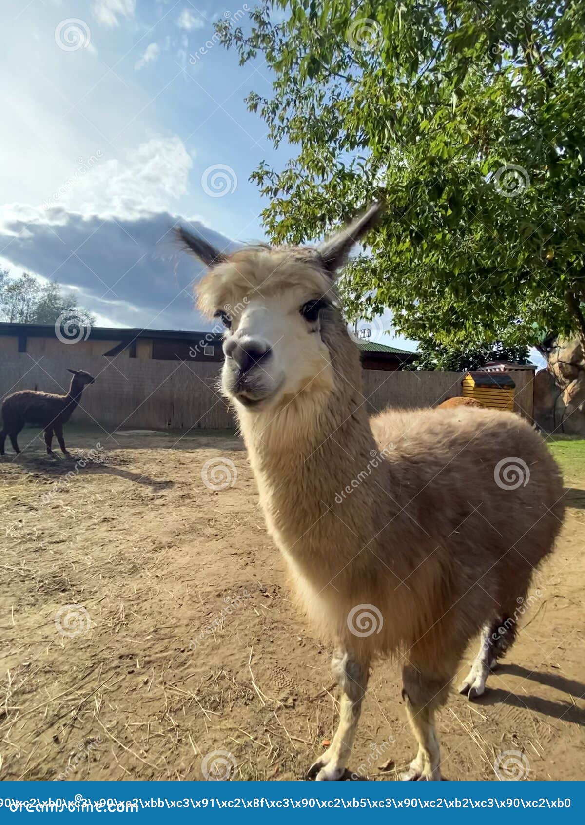 Pack of Alpaca - Stock Photo Stock Photo - Image of group, medium ...