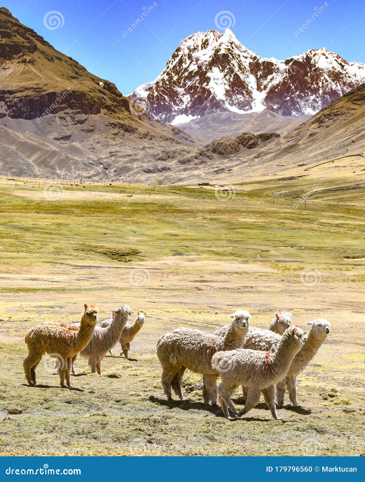 A Pack of Alpacas and Llamas Graze Against the Backdrop of Mt Ausangate ...
