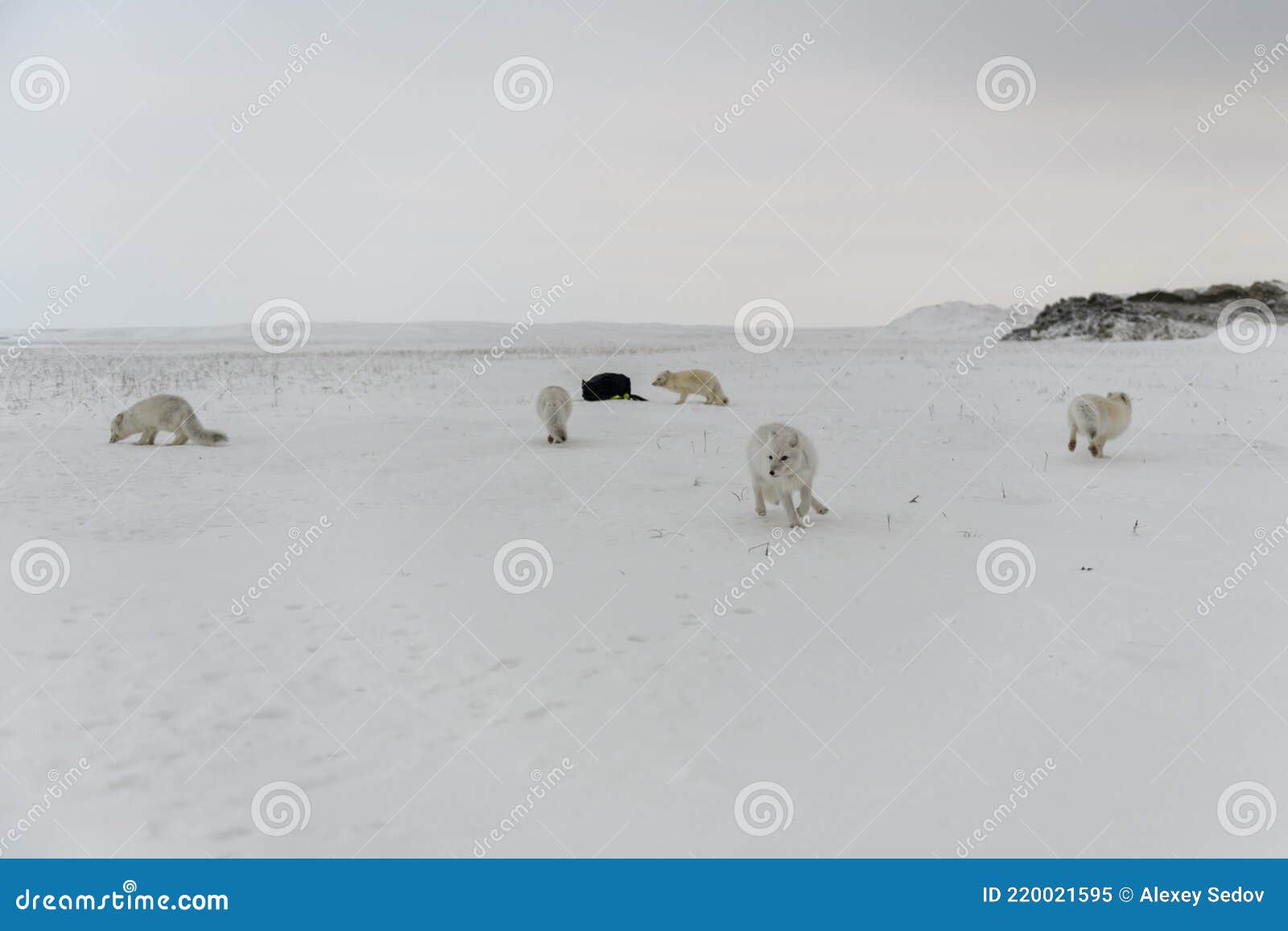 Pack of Arctic Foxes Vulpes Lagopus in Wilde Tundra Stock Image - Image ...