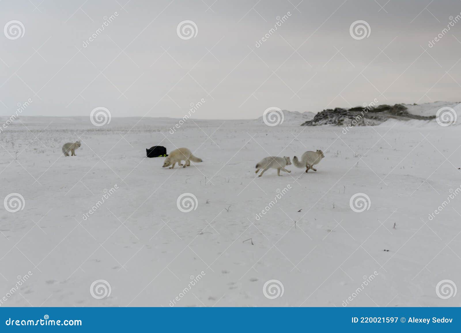 Pack of Arctic Foxes Vulpes Lagopus in Wilde Tundra Stock Image - Image ...