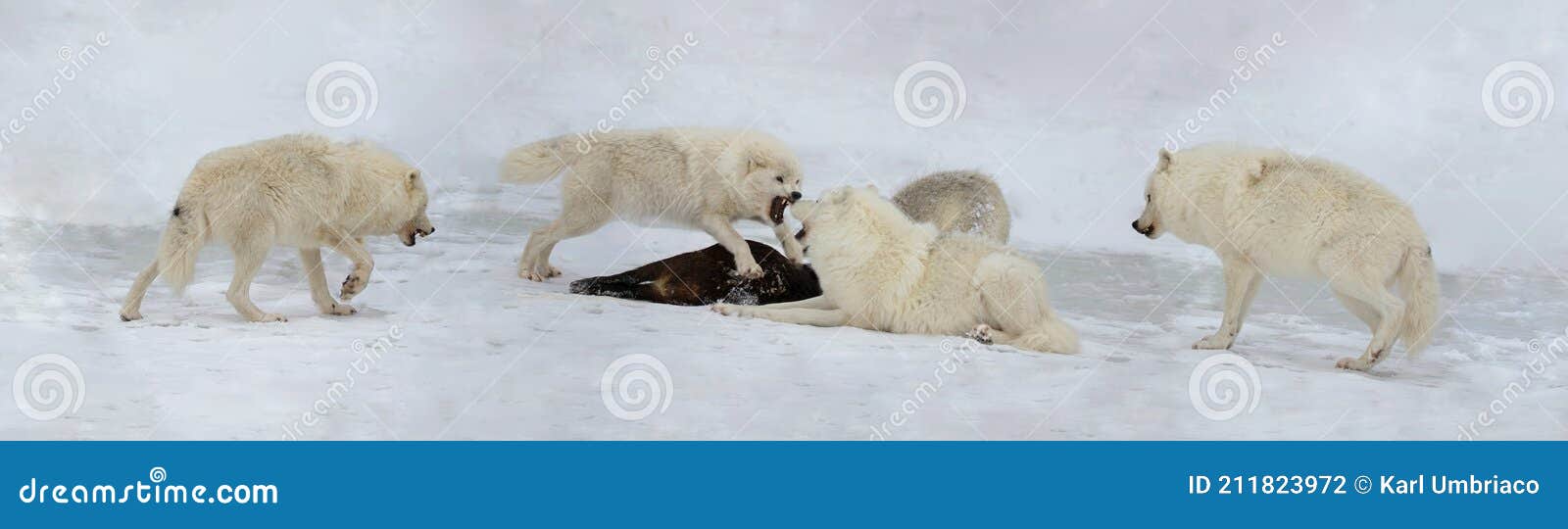 Arctic Wolf Eating