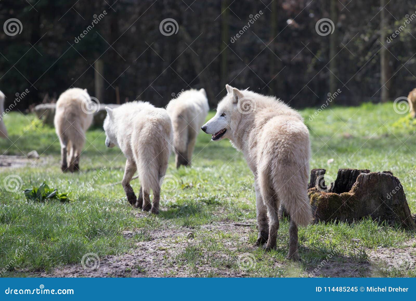 Arctic Wolves Canis Lupus Arctos Isolated Against A White Background ...