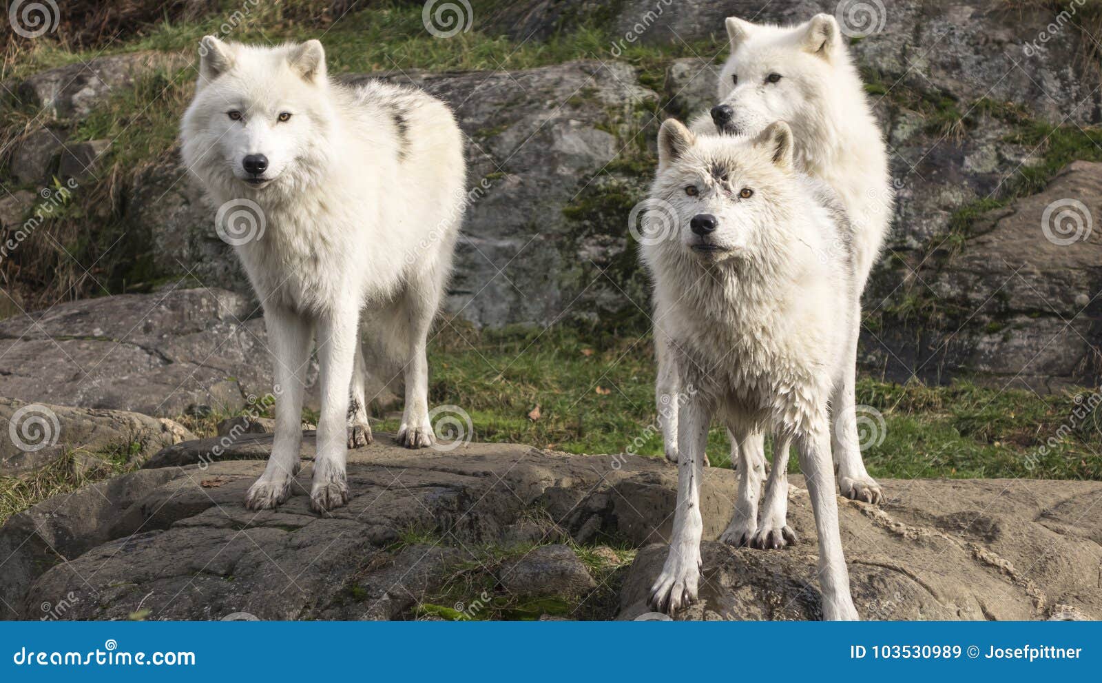 A Pack of Arctic Wolves in Fall Stock Image - Image of polar, snow ...