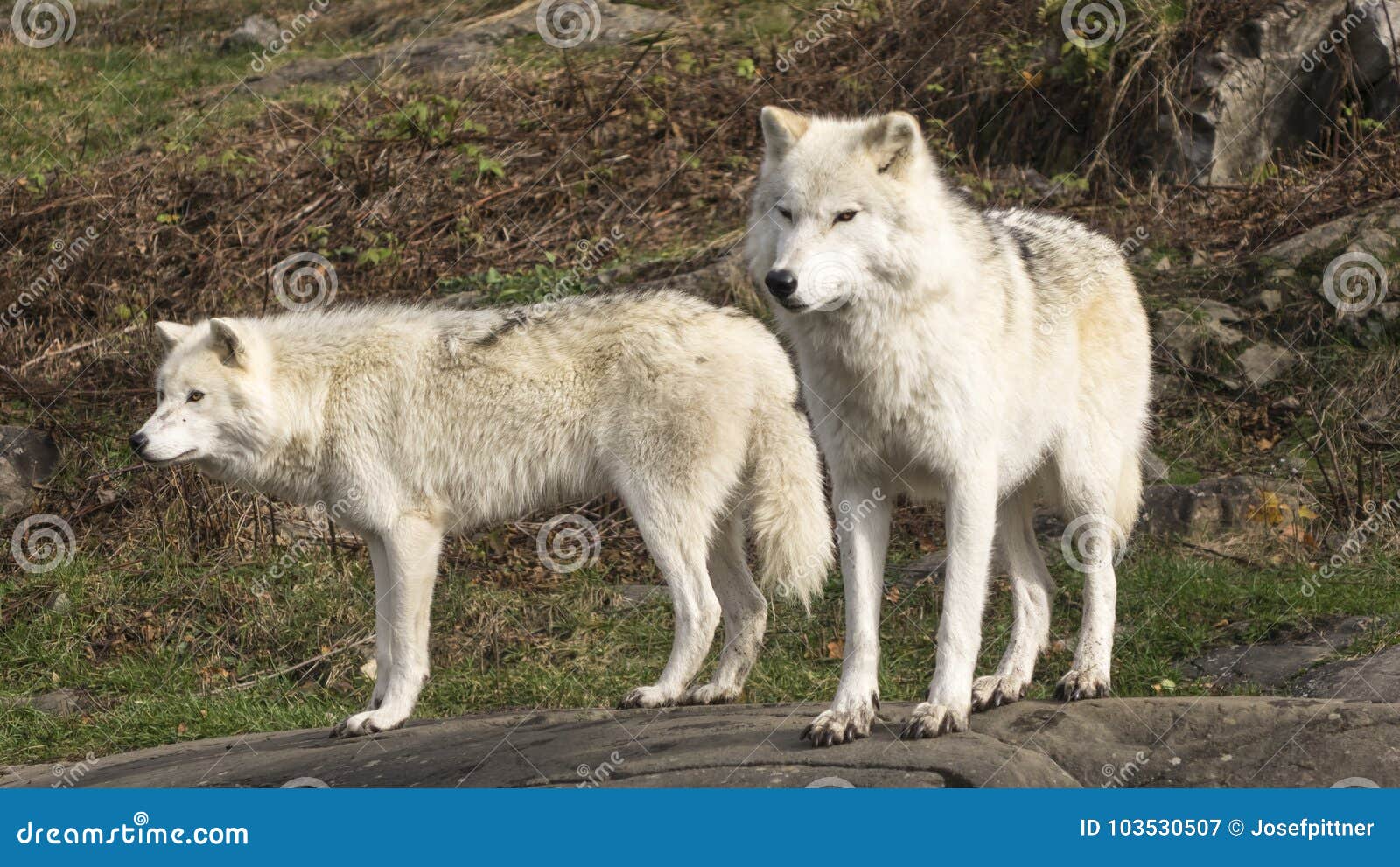 A Pack of Arctic Wolves in Fall Stock Image - Image of mammal, natural ...