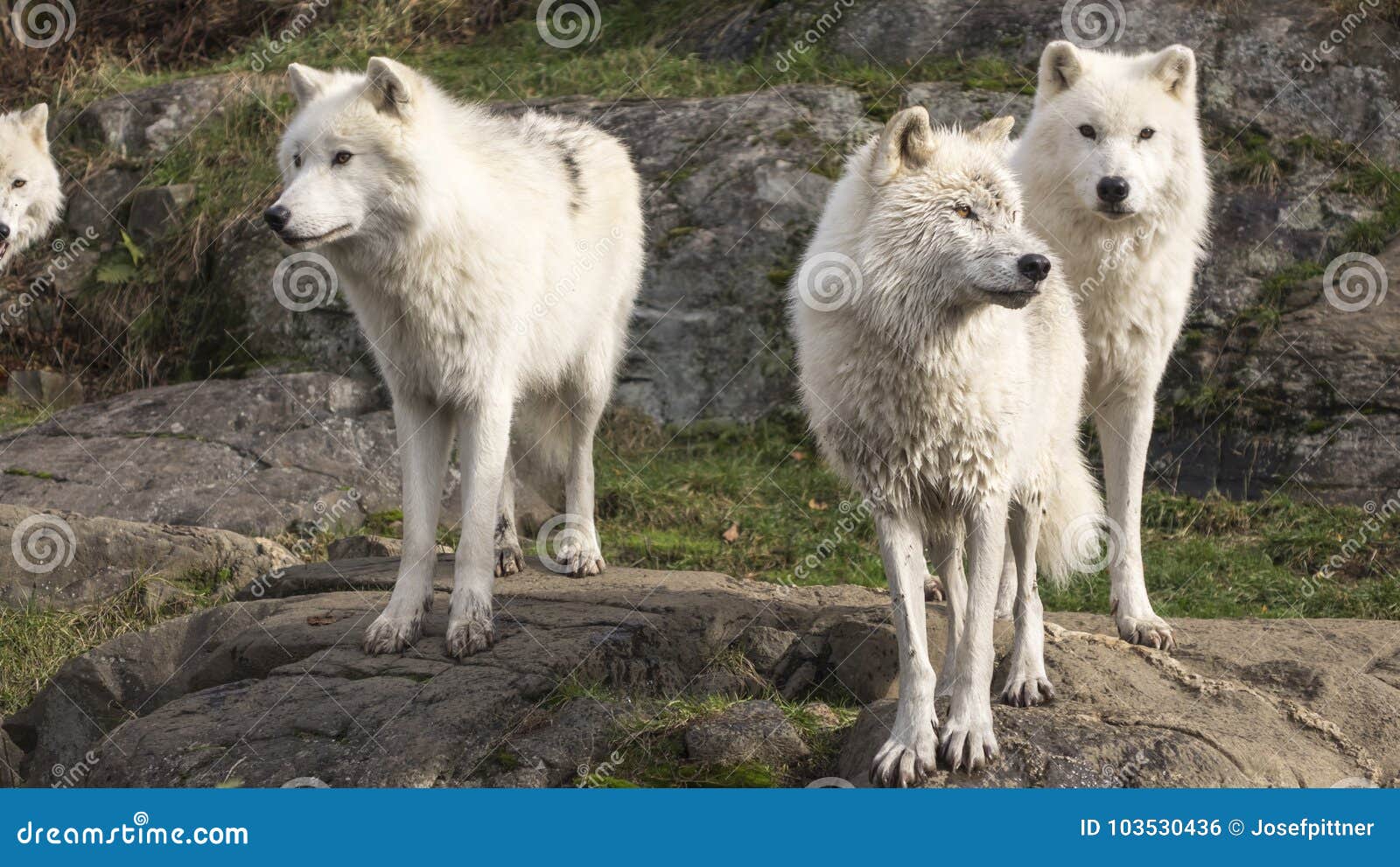 A Pack of Arctic Wolves in Fall Stock Photo - Image of portrait, pack ...