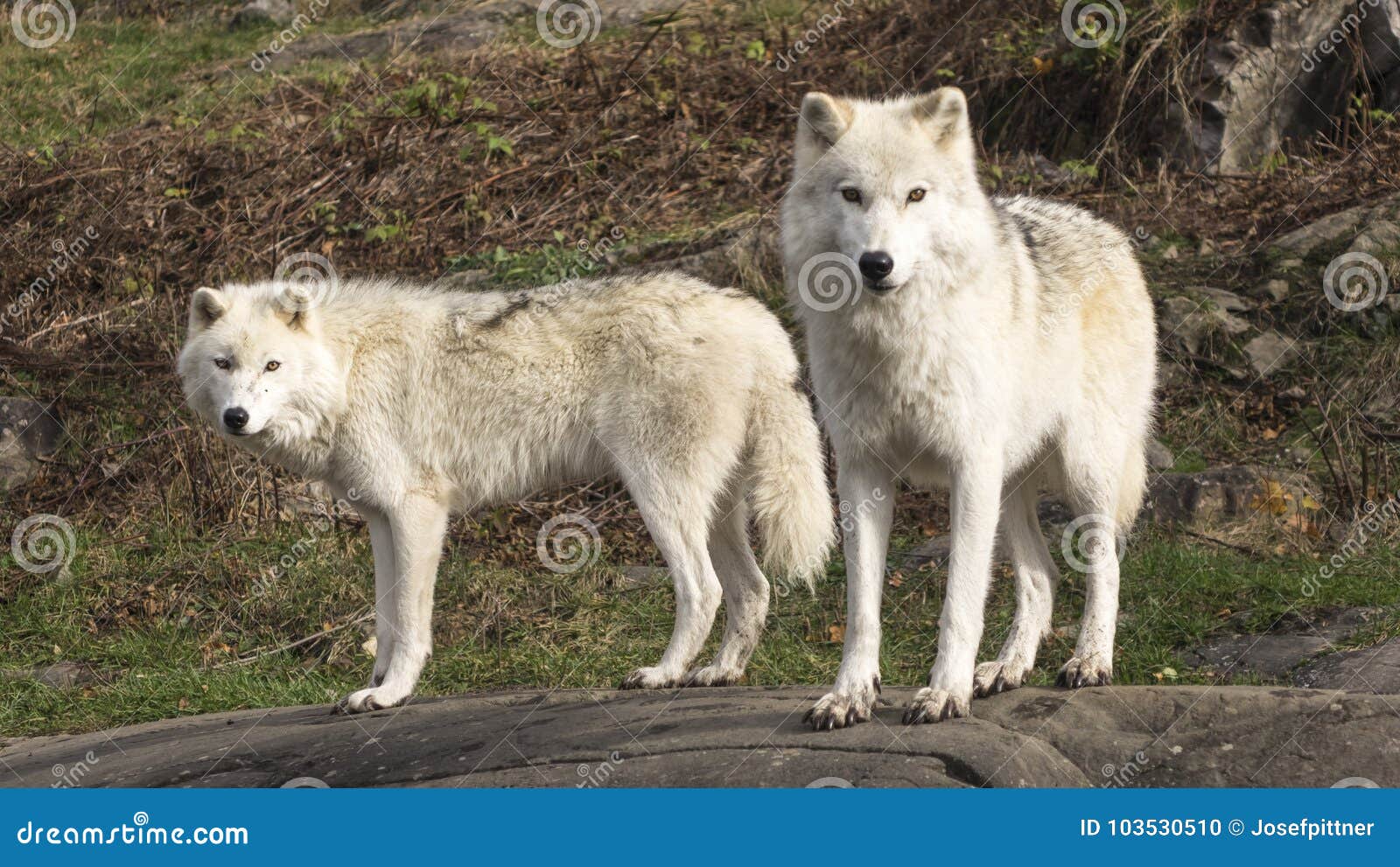 A Pack of Arctic Wolves in Fall Stock Photo - Image of creature ...