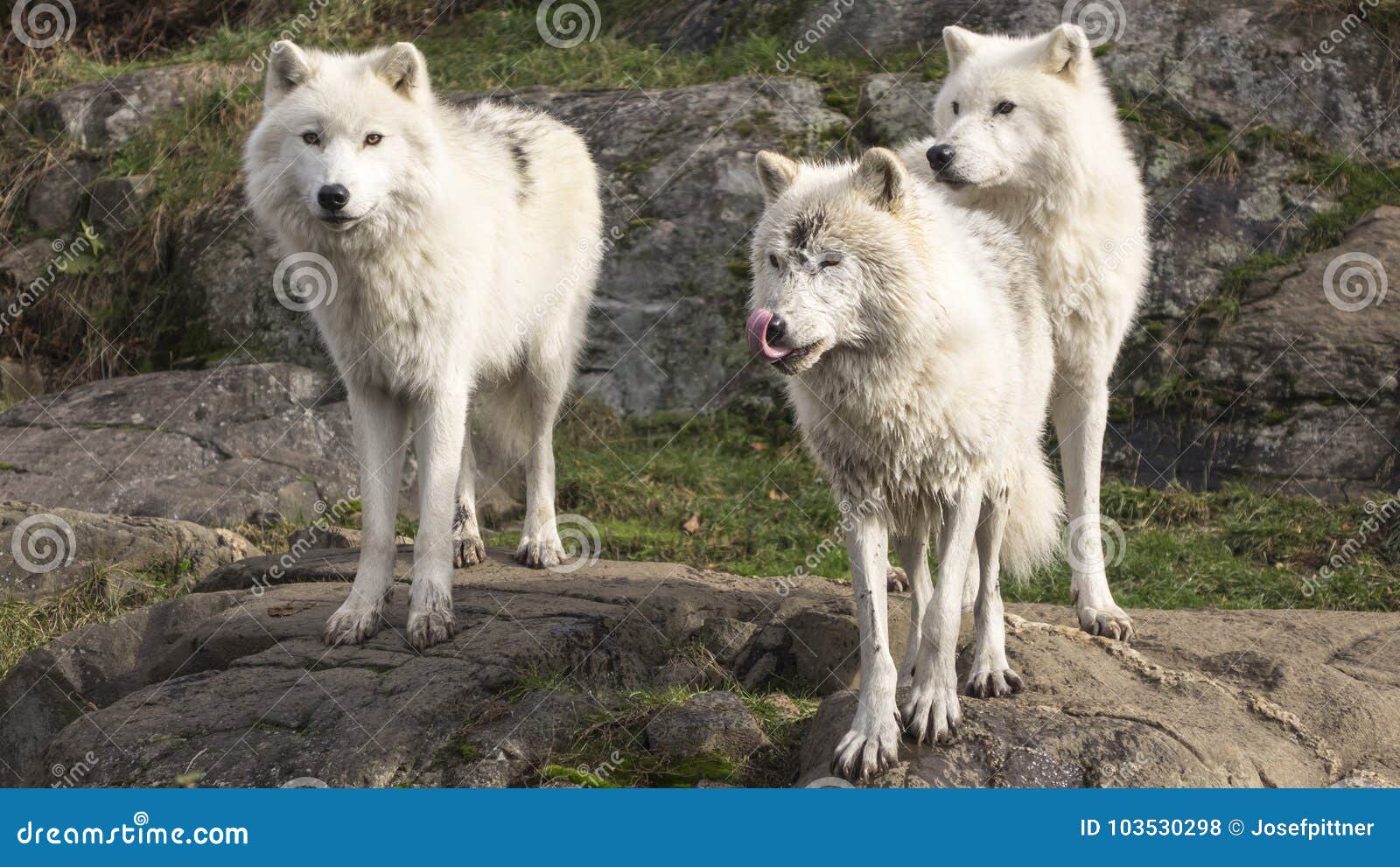 A Pack of Arctic Wolves in Fall Stock Photo - Image of natural, pack ...