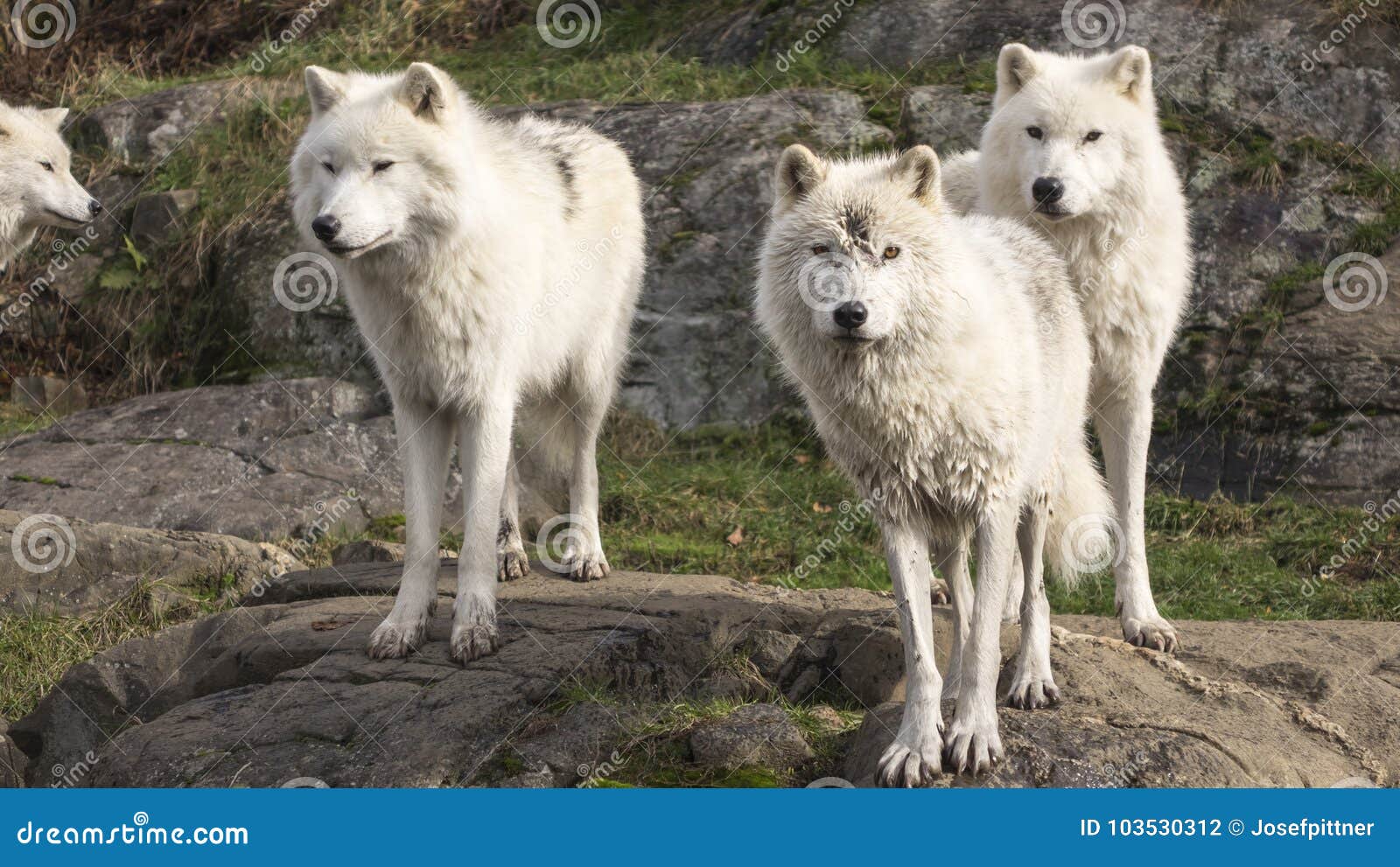 A Pack of Arctic Wolves in Fall Stock Photo - Image of grey, pose ...