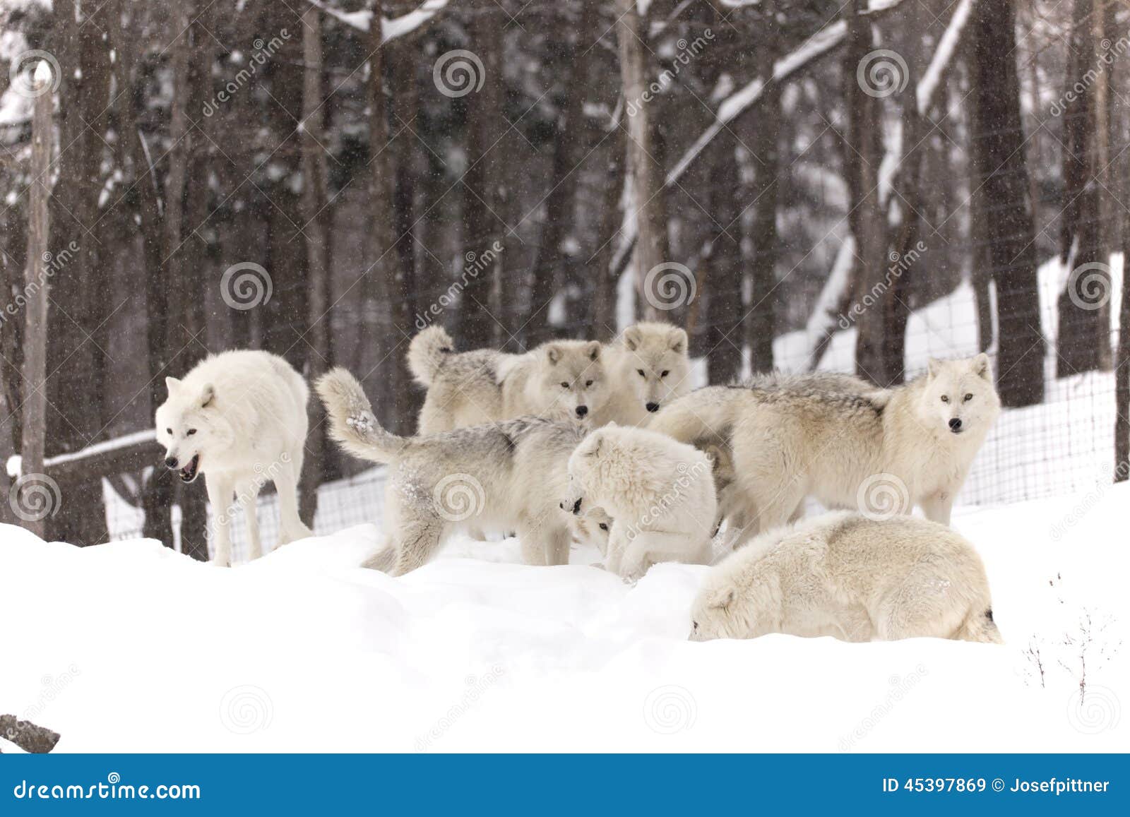 A Pack of Arctic Wolves Playing Stock Image - Image of court, nature ...