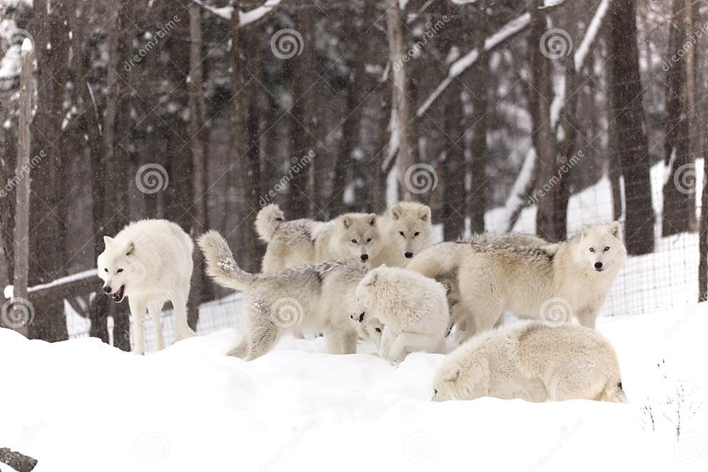 A Pack of Arctic Wolves Playing Stock Image - Image of court, nature ...