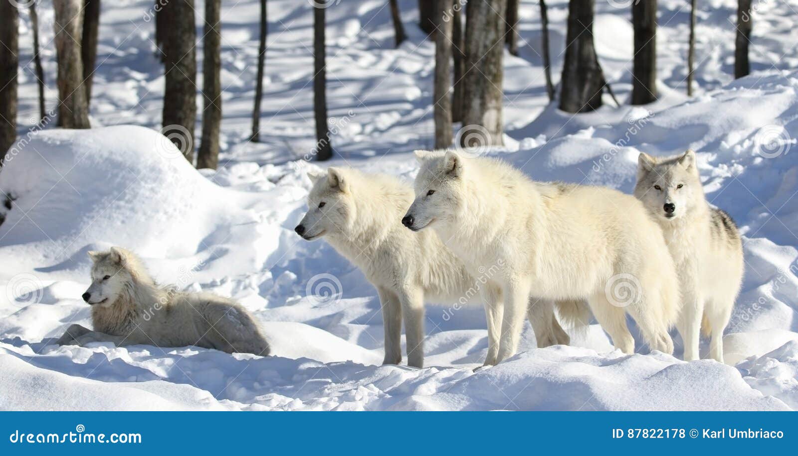 Pack of Arctic Wolves in Snow Stock Photo - Image of arctic, beauty ...