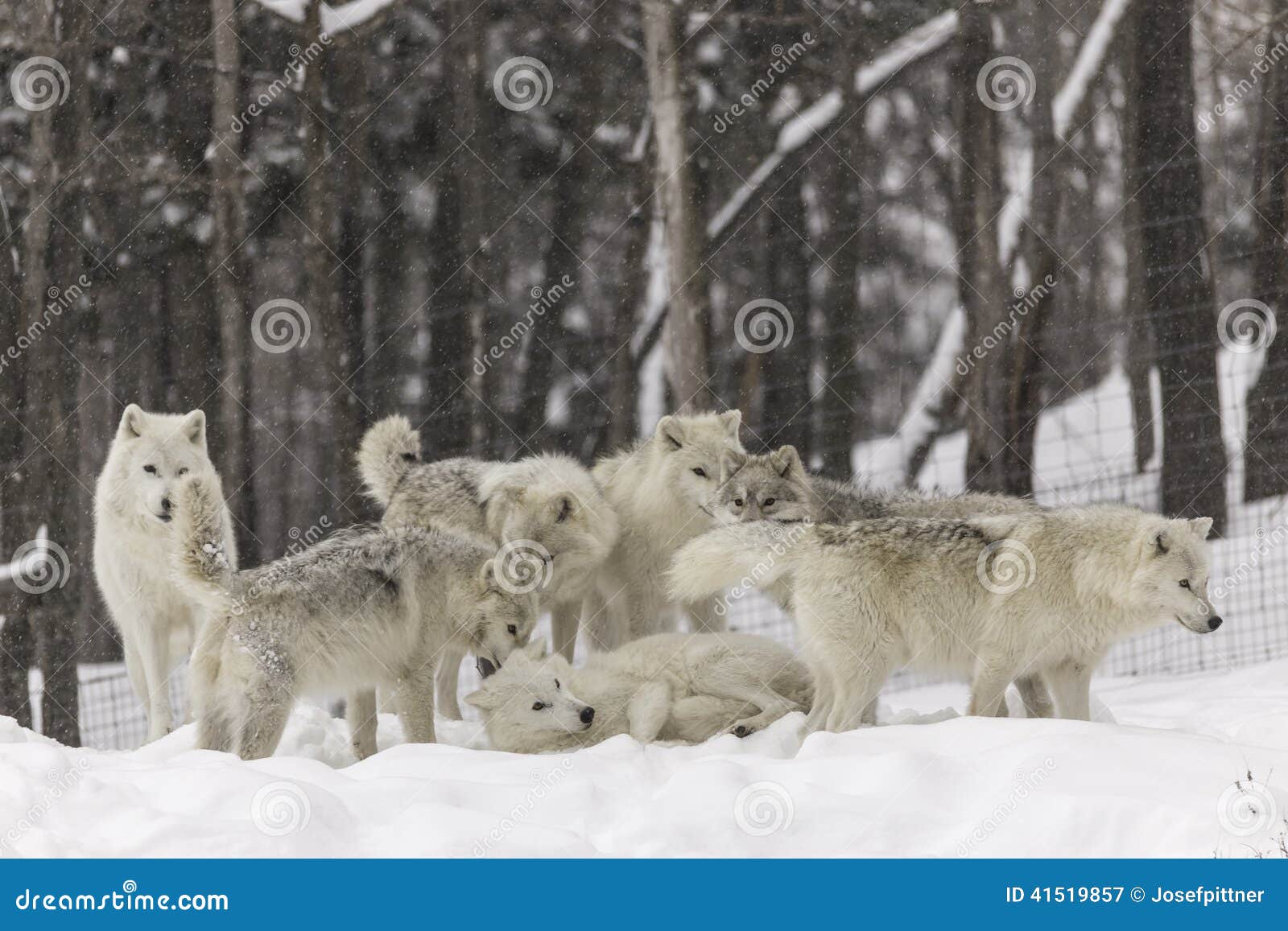 Arctic Wolf Pack