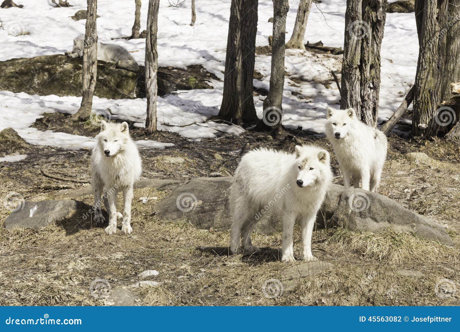 A pack of Arctic Wolves stock photo. Image of cold, natural - 45563082