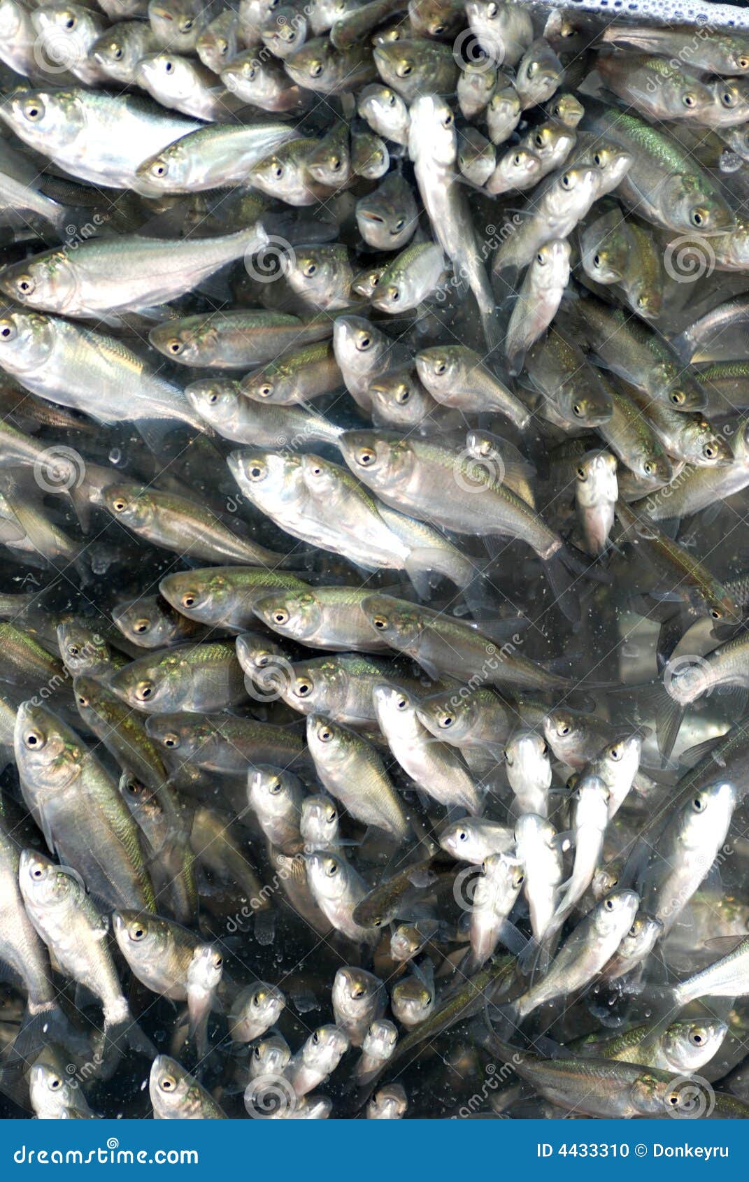 Pack of chubs stock photo. Image of chub, huddling, fresh - 4433310