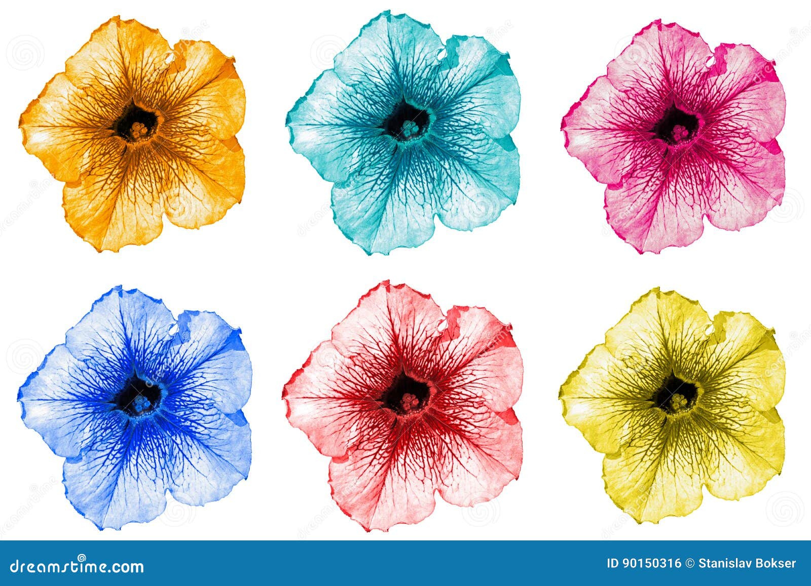 Pack of Colored Althea Flowers Macro Isolated Stock Photo - Image of ...