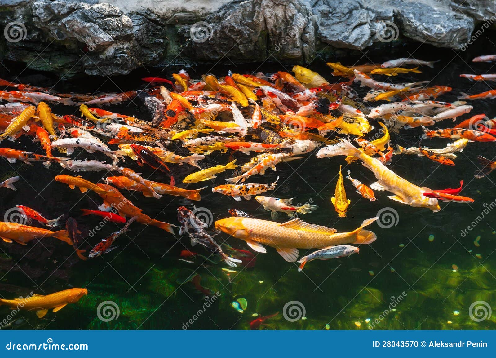 Pack of colored carp stock photo. Image of lake, swarm - 28043570