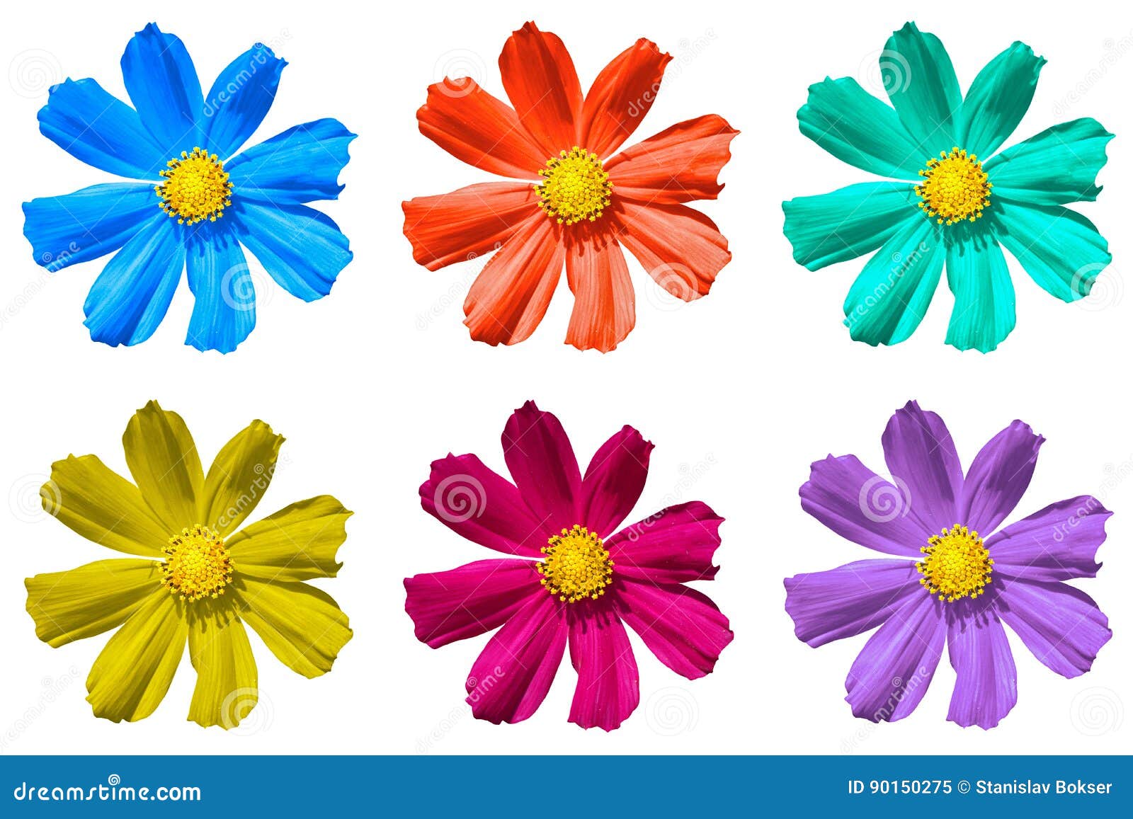 Pack of Colored Primula Flowers Macro Isolated Stock Image - Image of ...