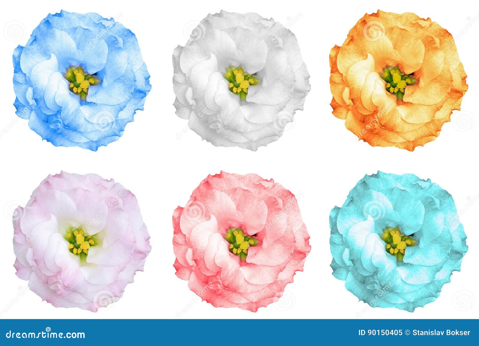 Pack of Colored Rose Flowers Isolated Stock Illustration - Illustration ...