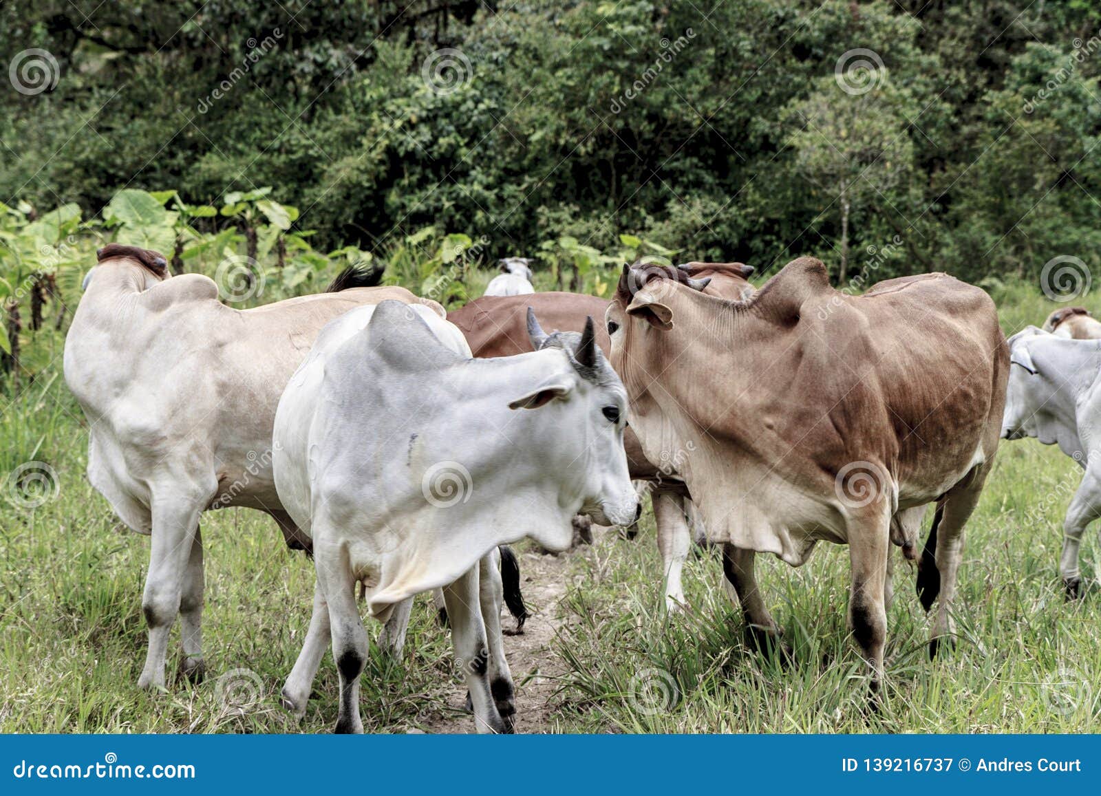 Pack of cows eating stock image. Image of mindo, african - 139216737