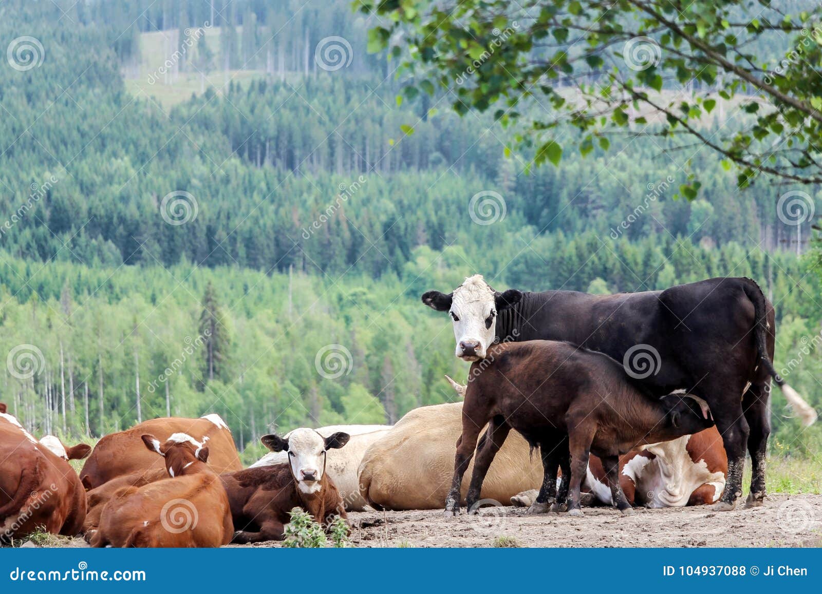 A pack of cows at farm stock photo. Image of landscape - 104937088
