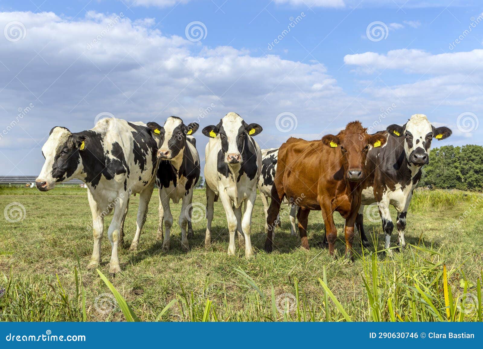 Pack Cows Standing in a Row Side by Side, Full Length in a Pasture, a ...