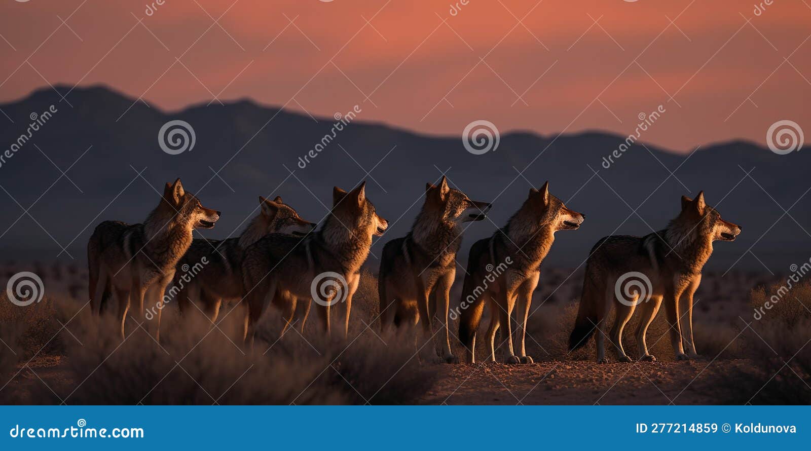 A Pack of Coyotes Howling in the Desert at Dusk, Concept of Wilderness ...