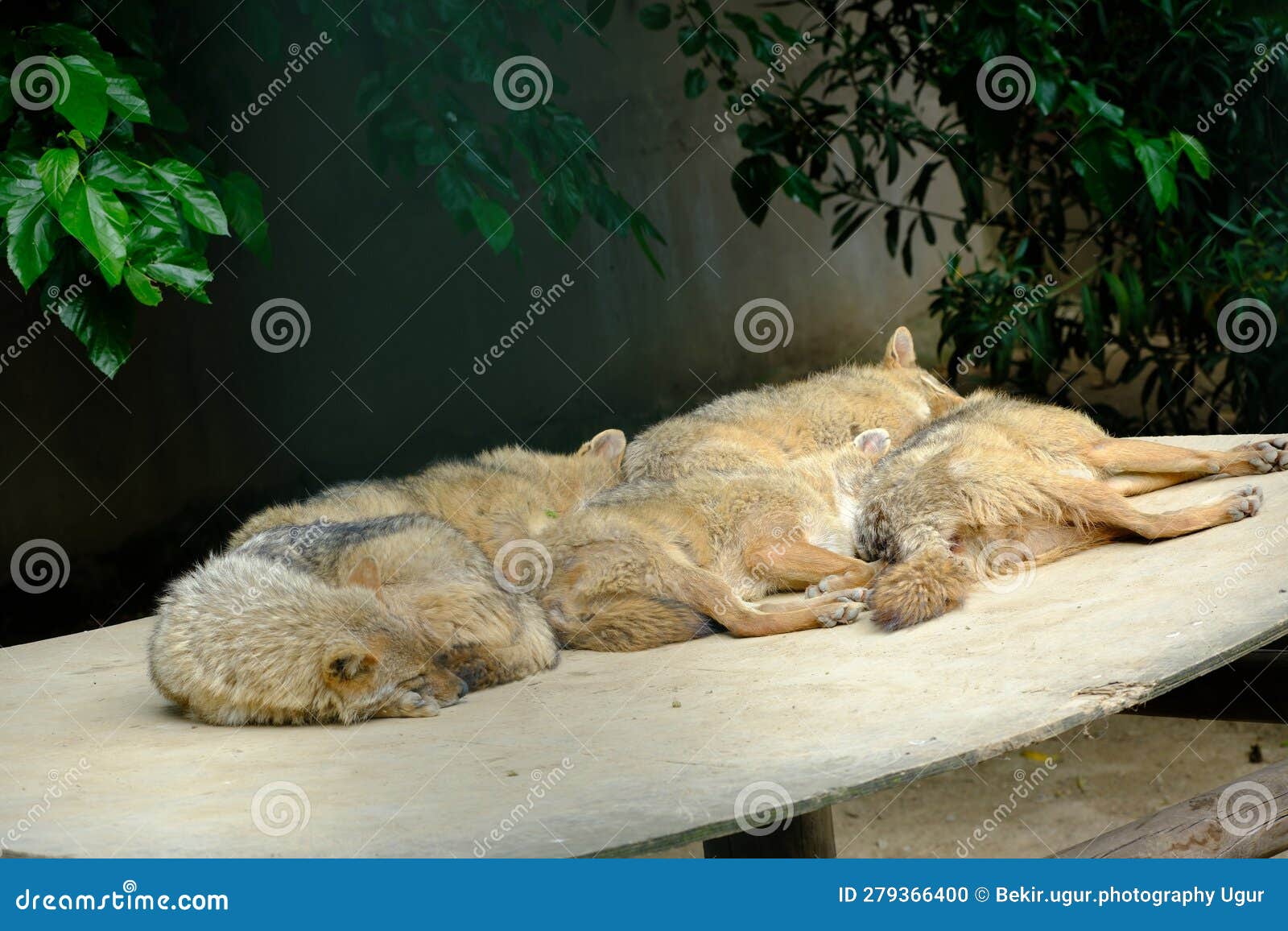A Pack of Coyotes is Sleeping Stock Photo - Image of animal, nature ...