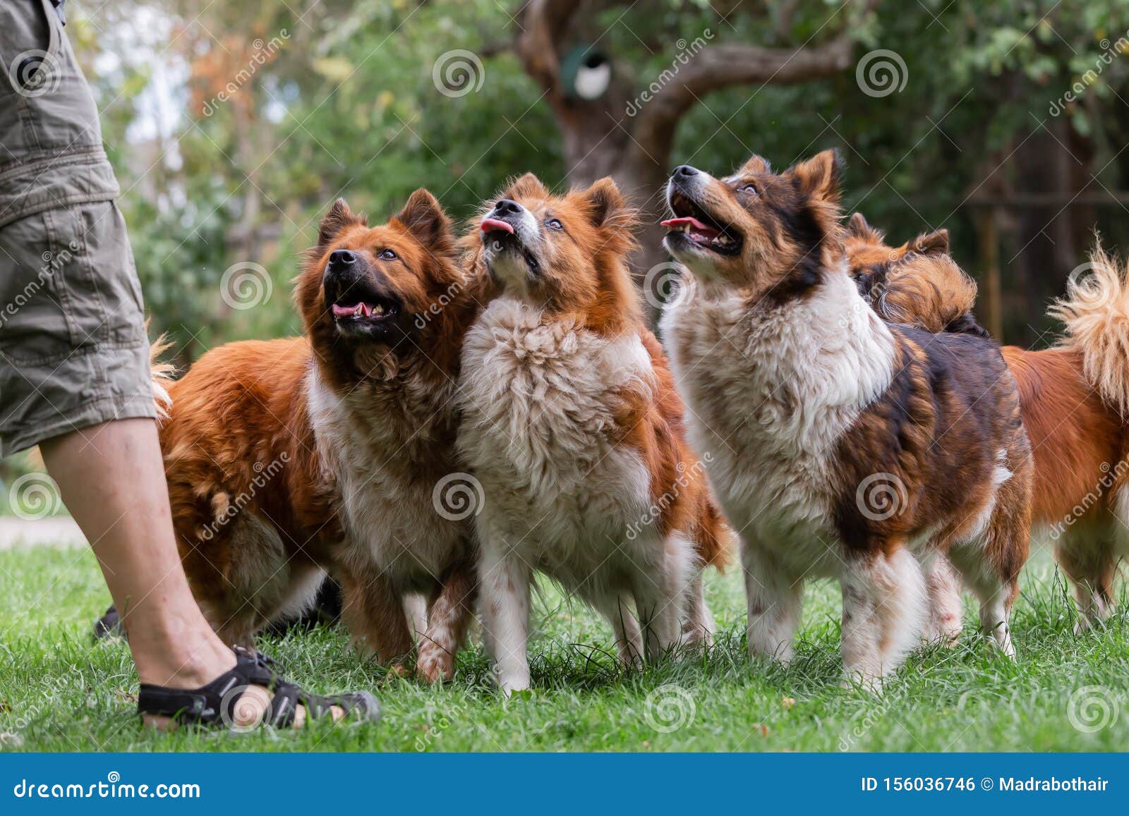 Pack of Cute Elo Dogs Outdoors Stock Photo - Image of standing, pack ...