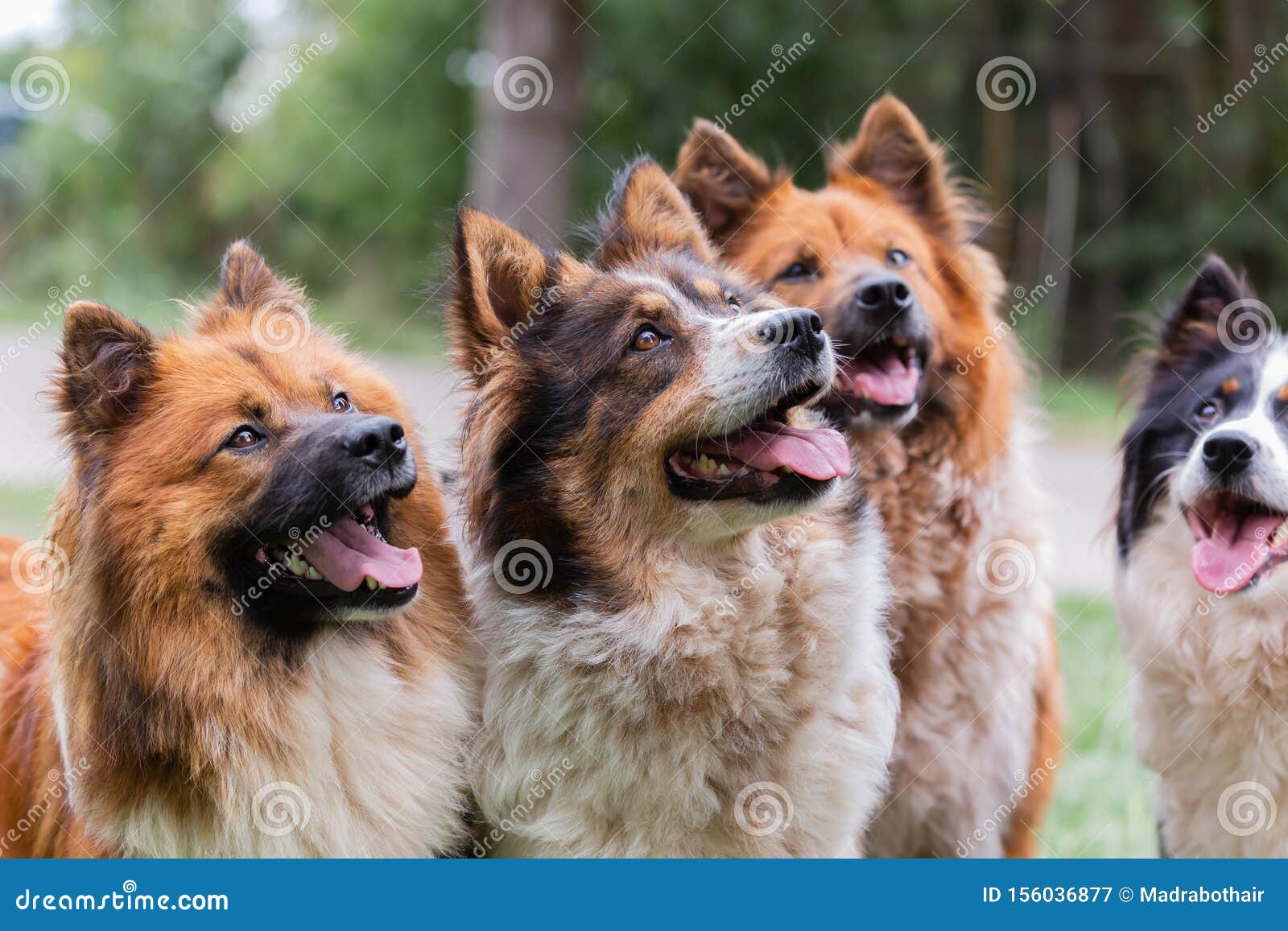 Pack of Cute Elo Dogs Outdoors Stock Image - Image of sitting, standing ...
