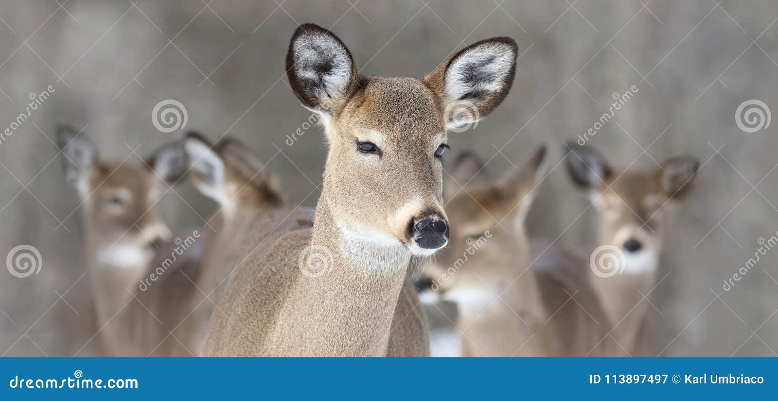 Pack of deer in nature stock image. Image of winter - 113897497