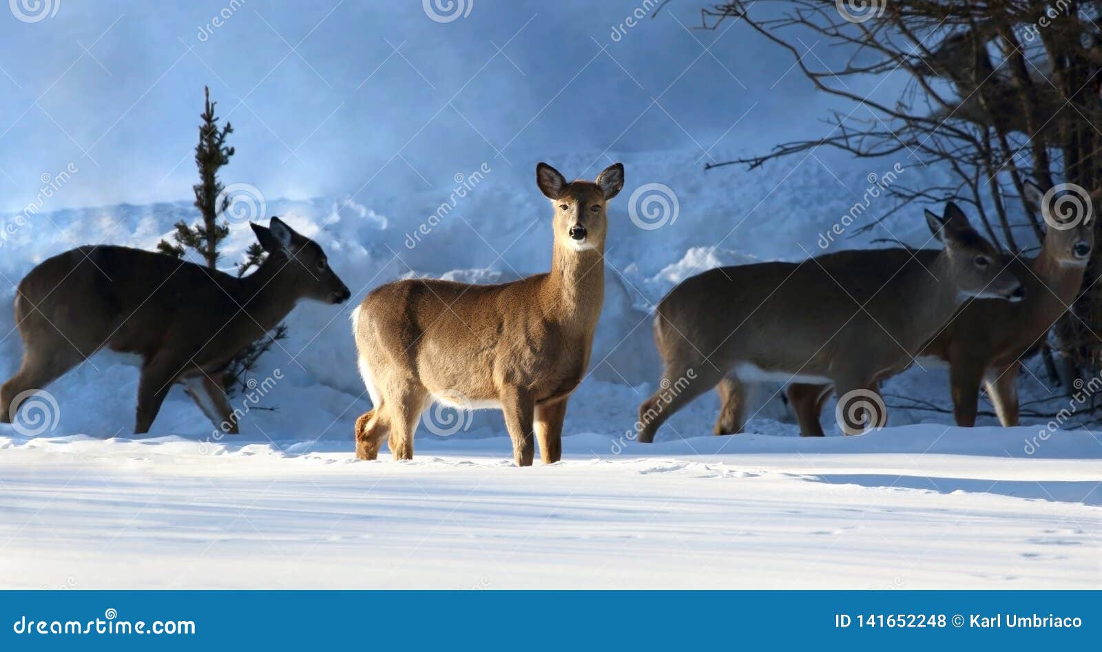 Pack of Deer in Nature during Winter Stock Photo - Image of beauty ...