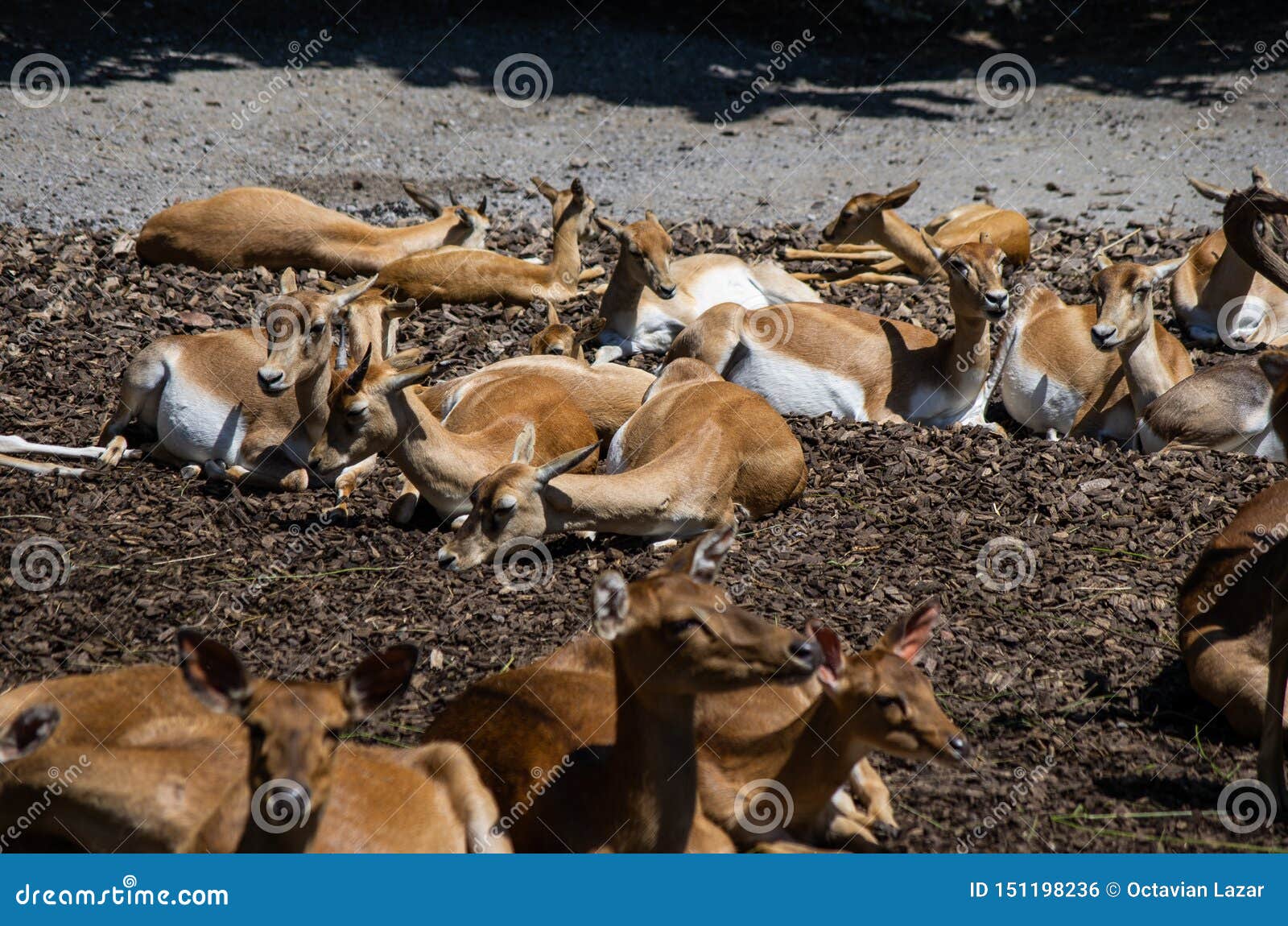Pack of Deer Sitting Down in the Sun in Zurich Zoo Editorial Photo ...