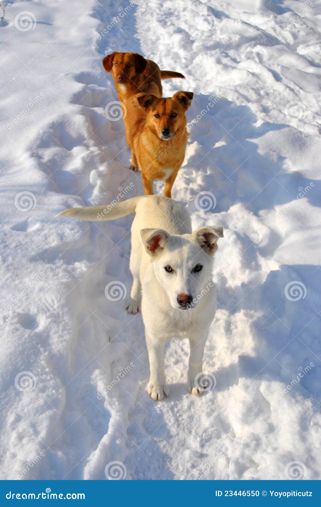 Pack of dogs stock photo. Image of expressions, nature - 23446550