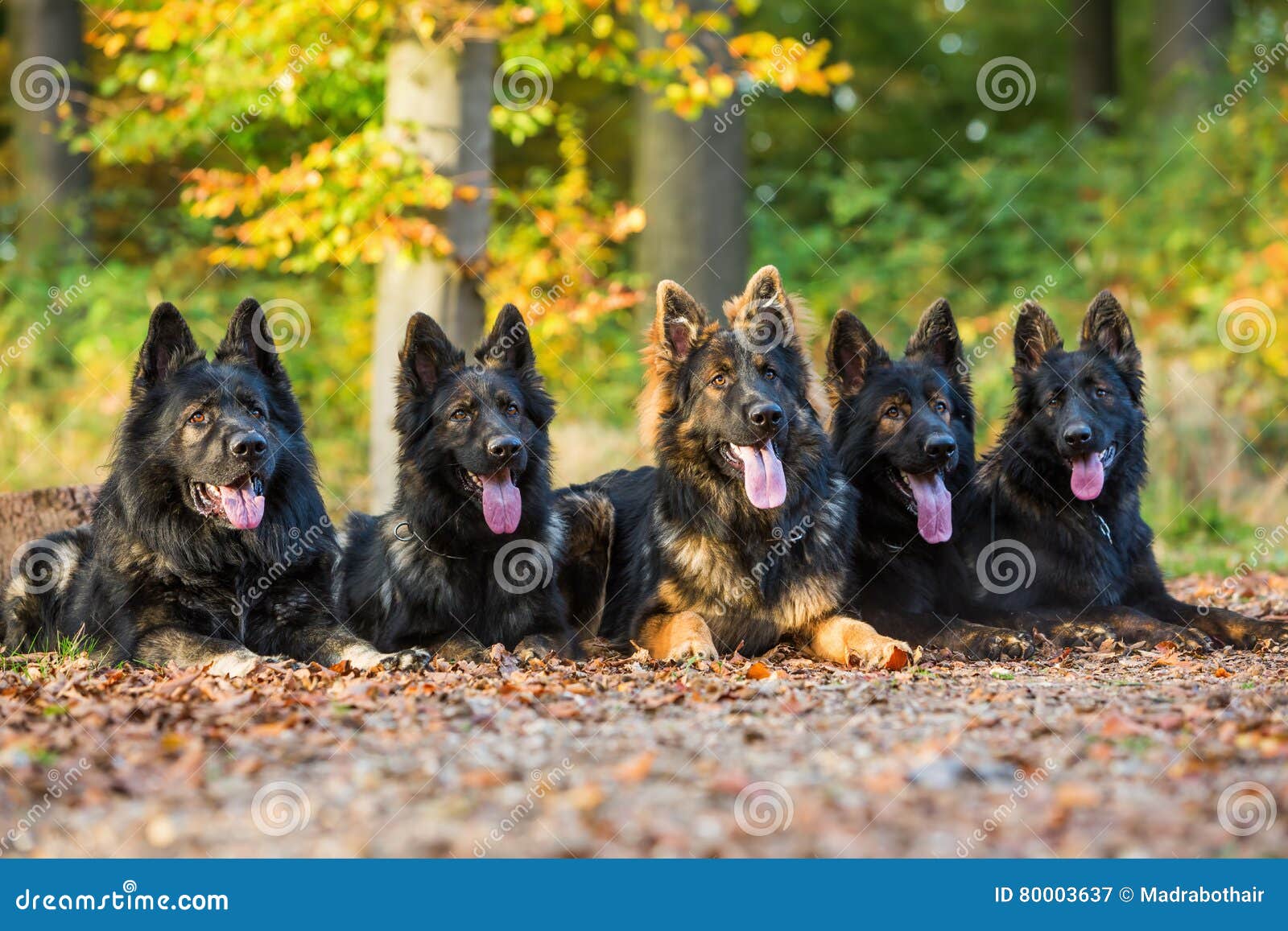 Are German Shepherds Pack Dogs