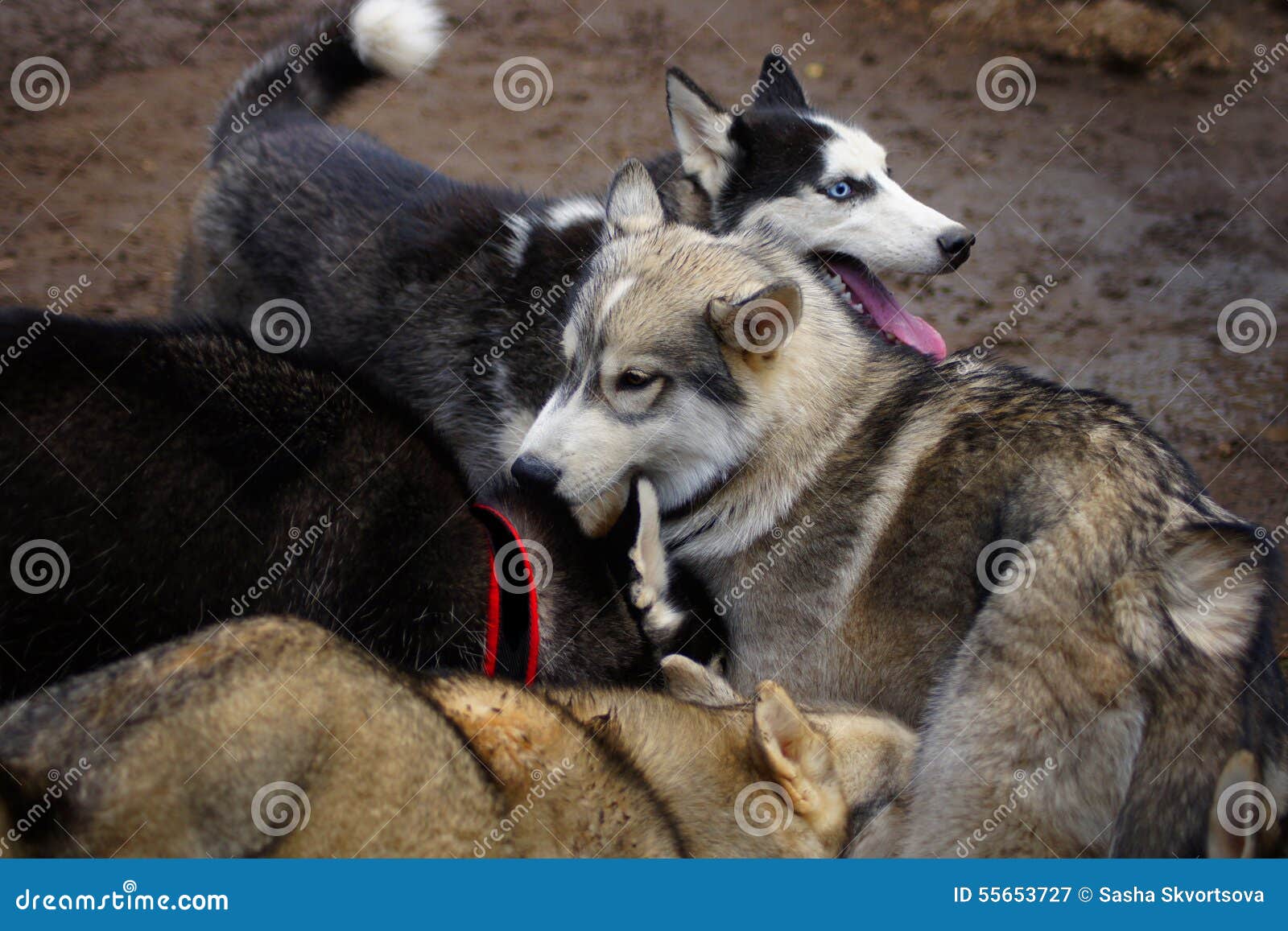 Pack of dogs stock image. Image of power, wolf, group - 55653727