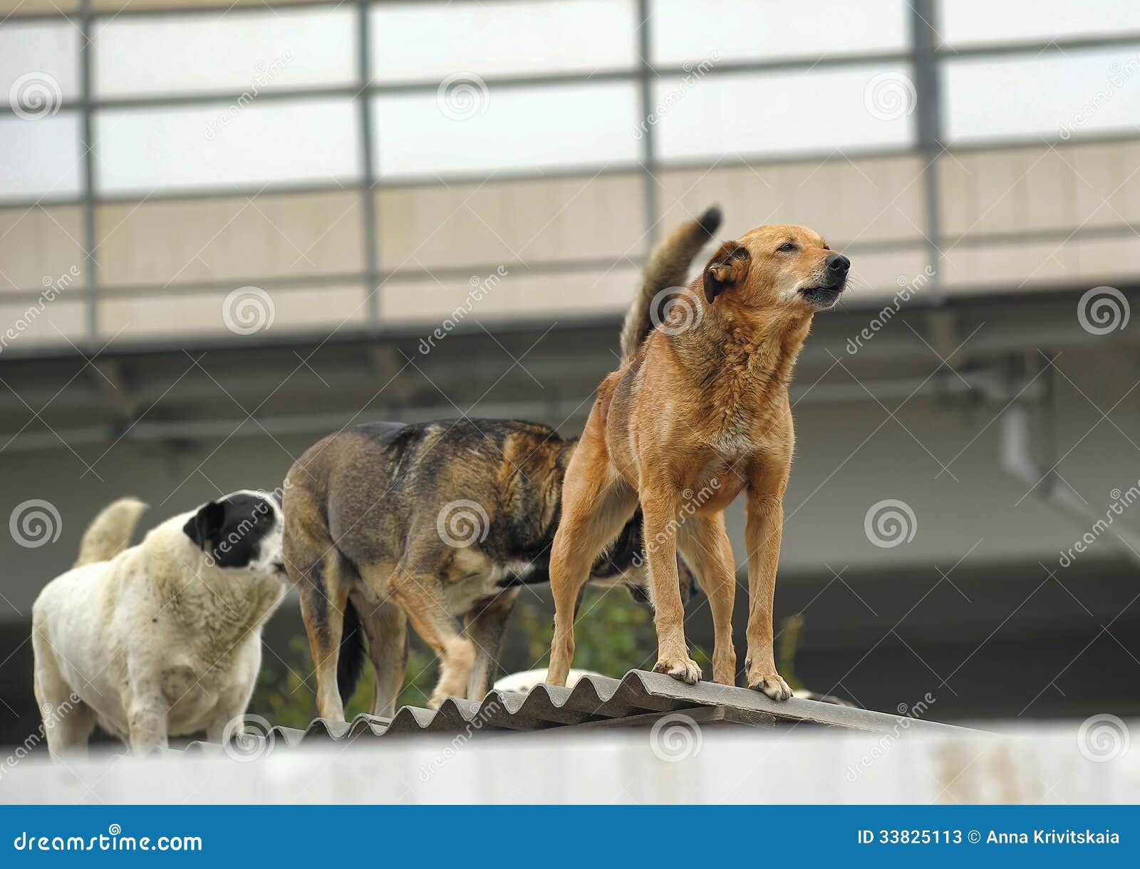 Pack Of Stray Dogs
